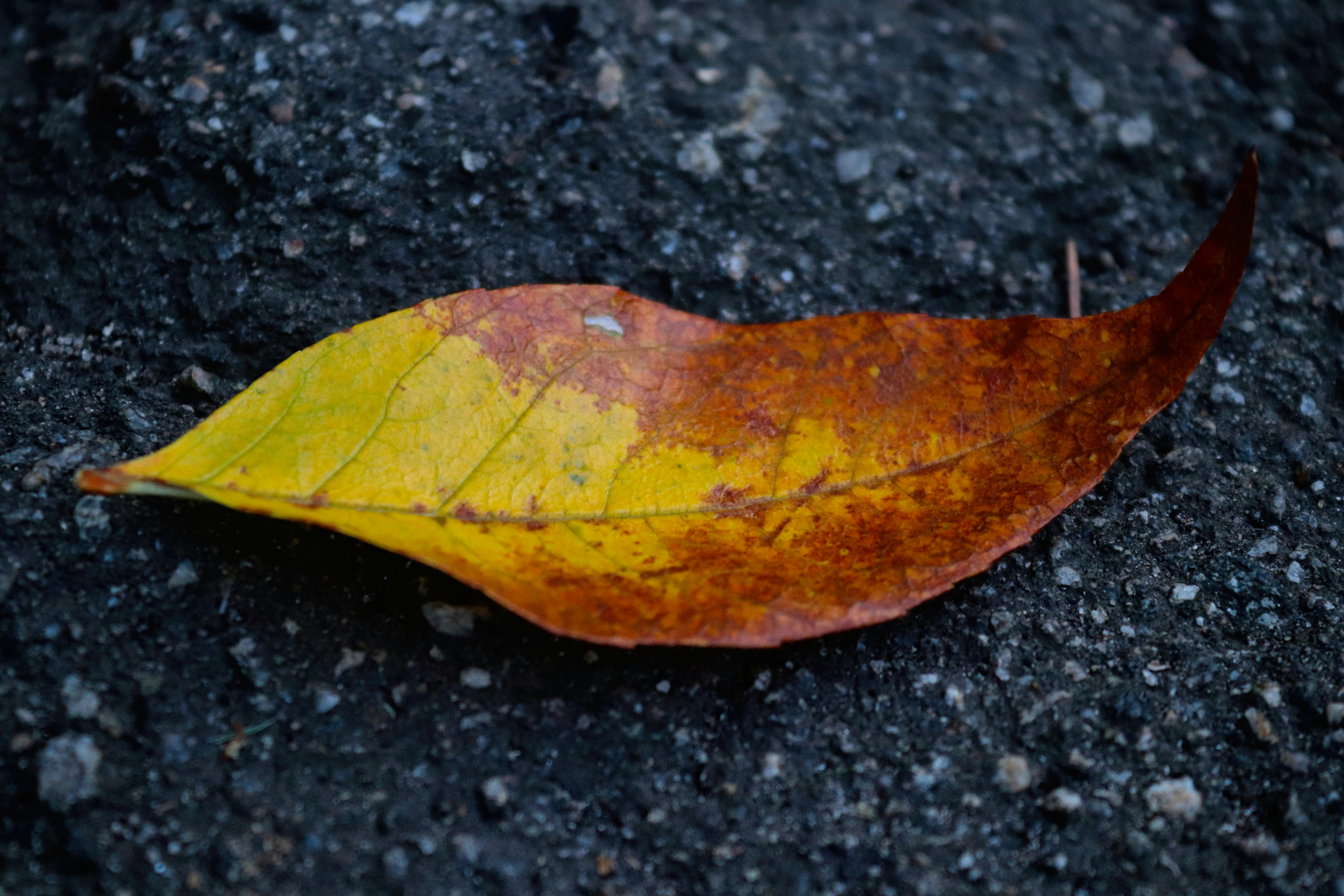 Autumn Leaf on Aged Asphalt
