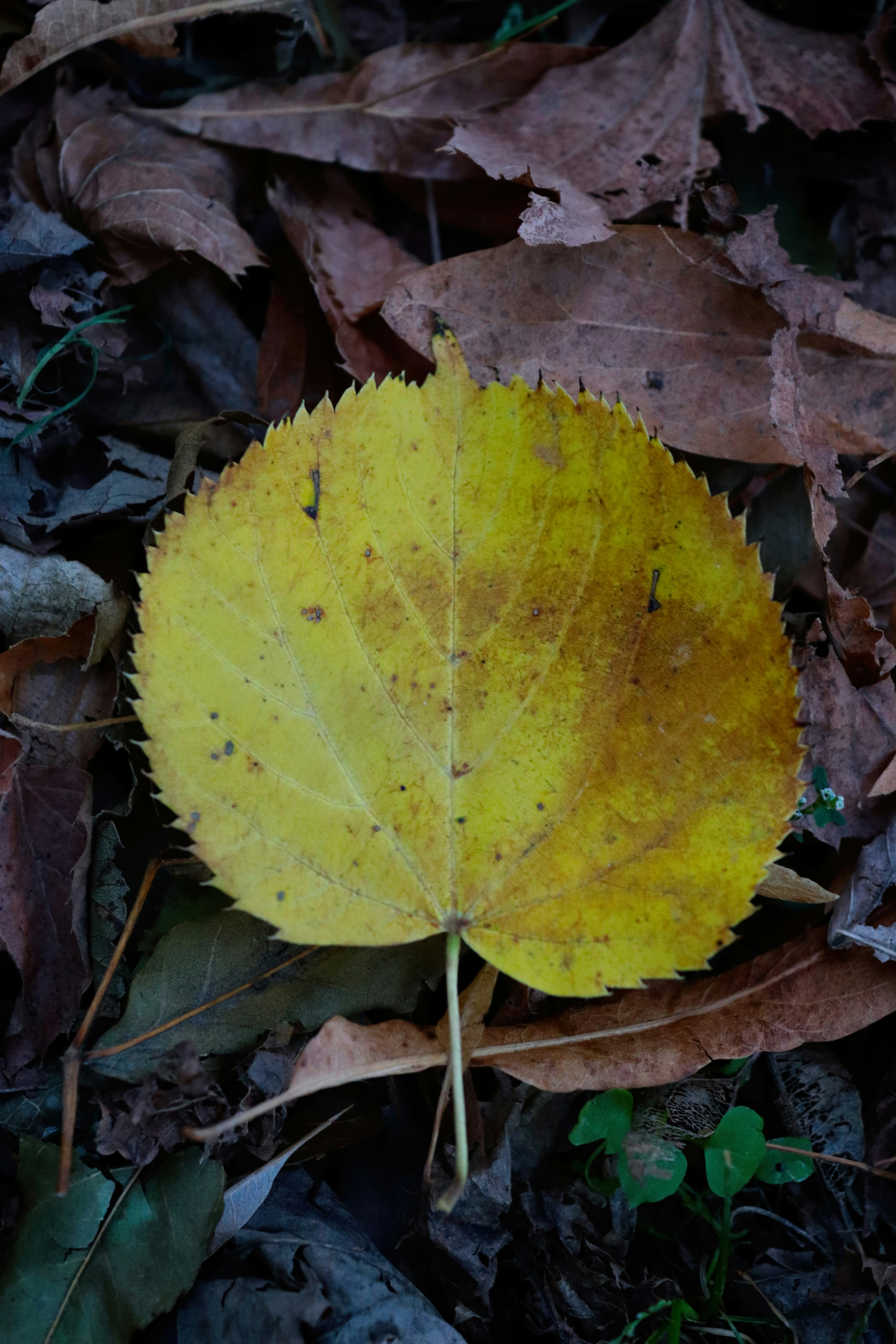 Bright yellow leaf resting among brown debris on the forest floor, highlighting autumn's contrast and texture. A photographic study of color and detail.