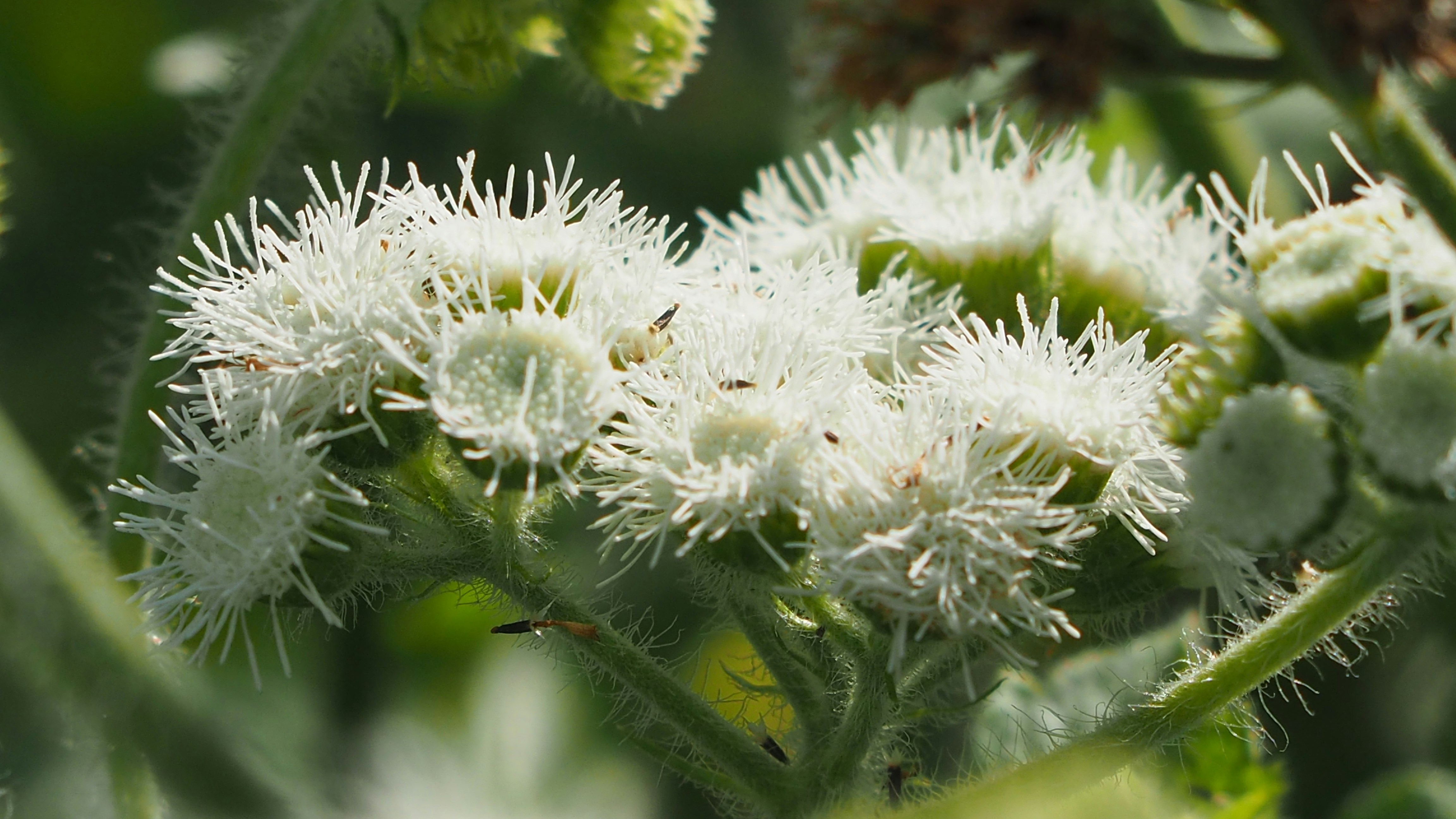 Snowy Inflorescences: Delicate Umbrellas of Light