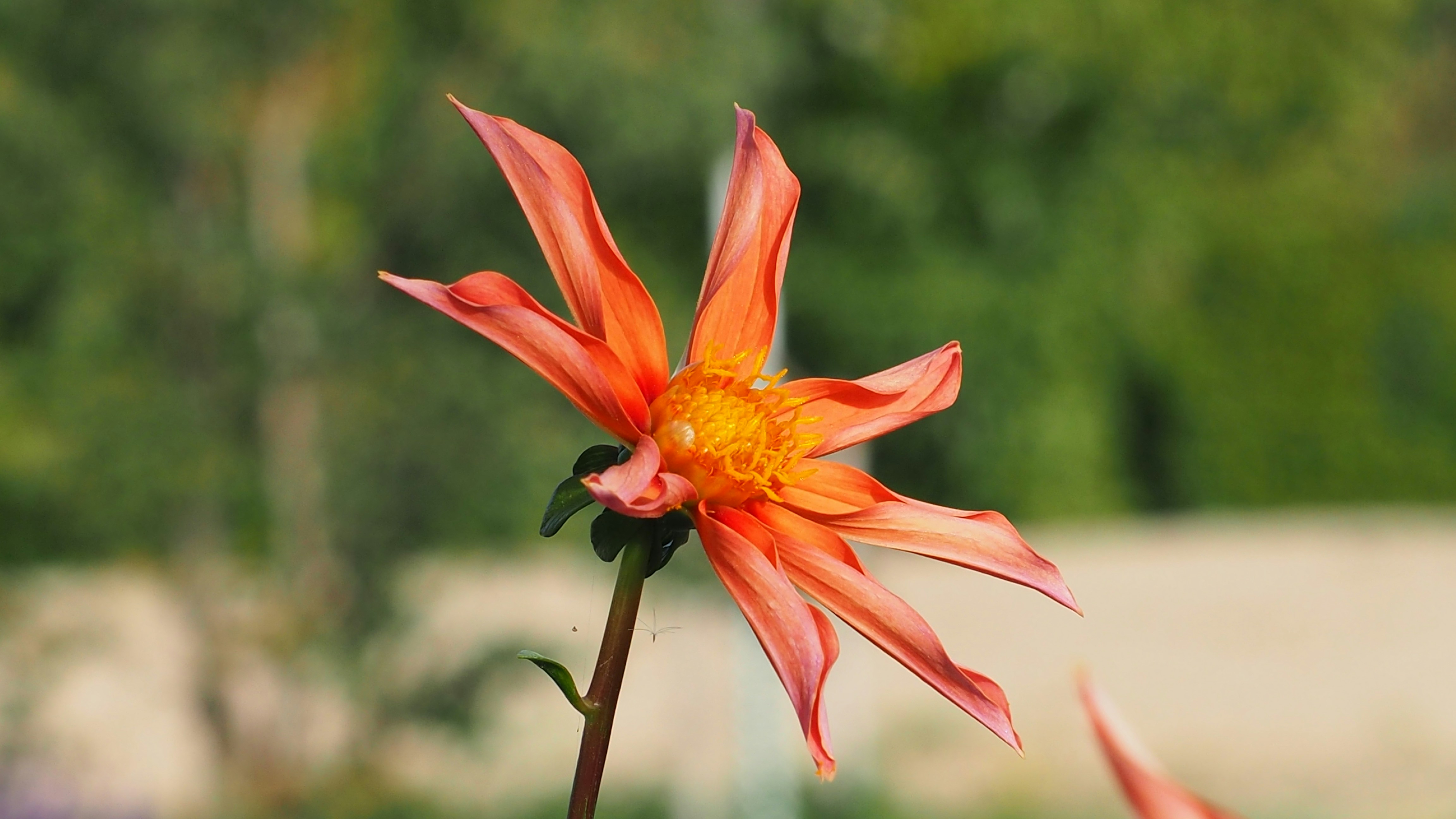 Orange Starburst: A Single Bloom Reaches Through the Green
