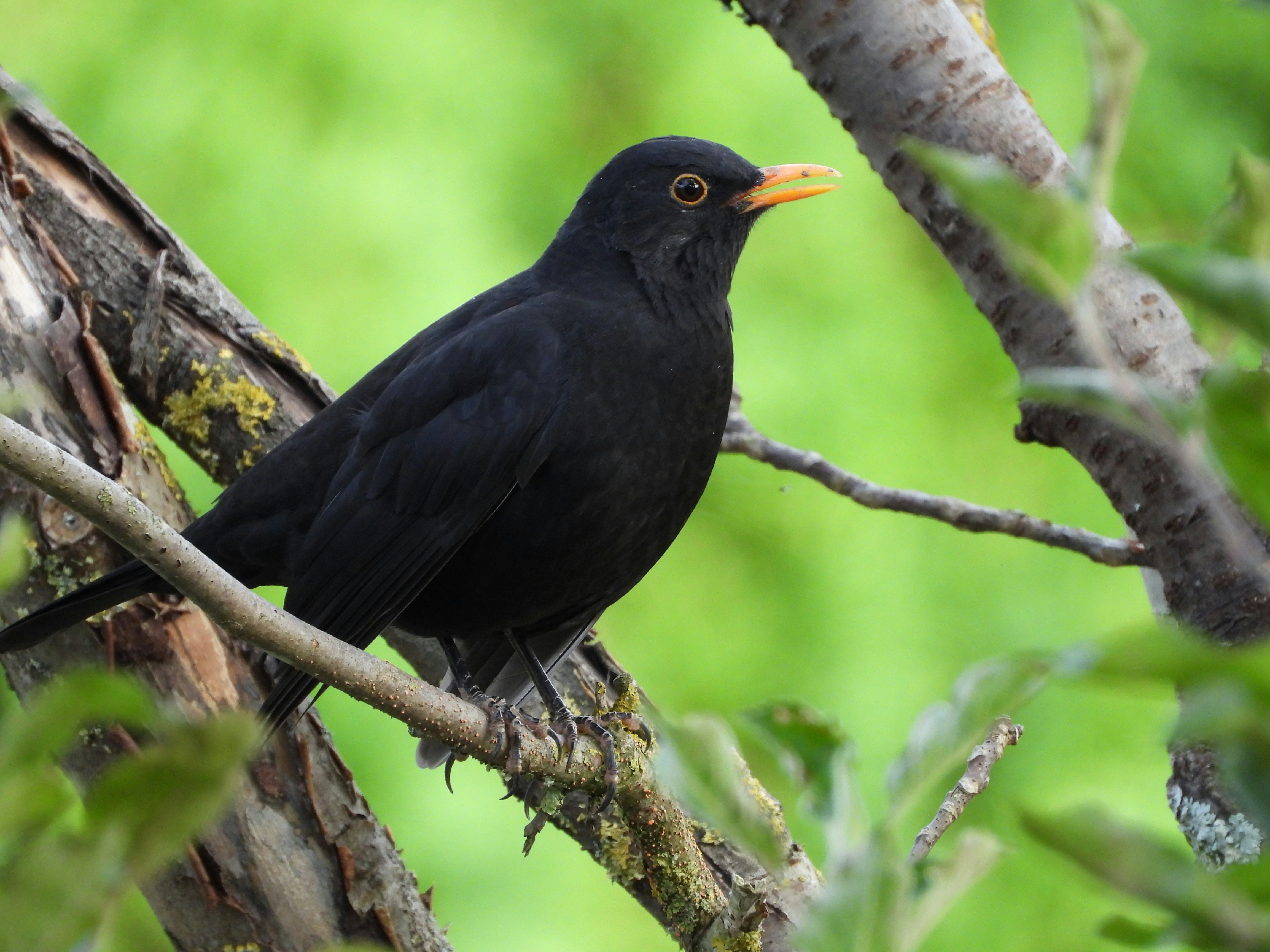 Blackbird On a Mossy Branch Under Fresh Green Canopy