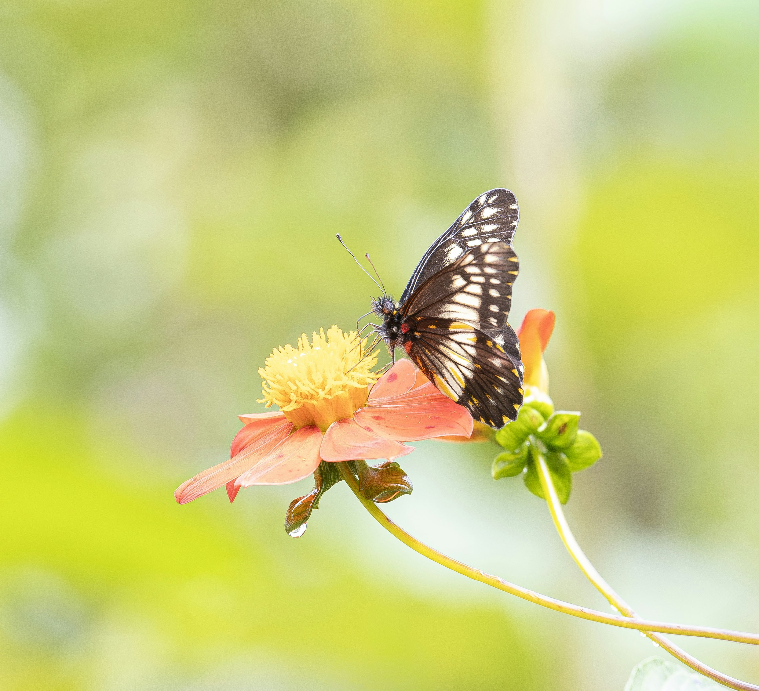 Butterfly Communion: A Monarch-style butterfly on a coral flower