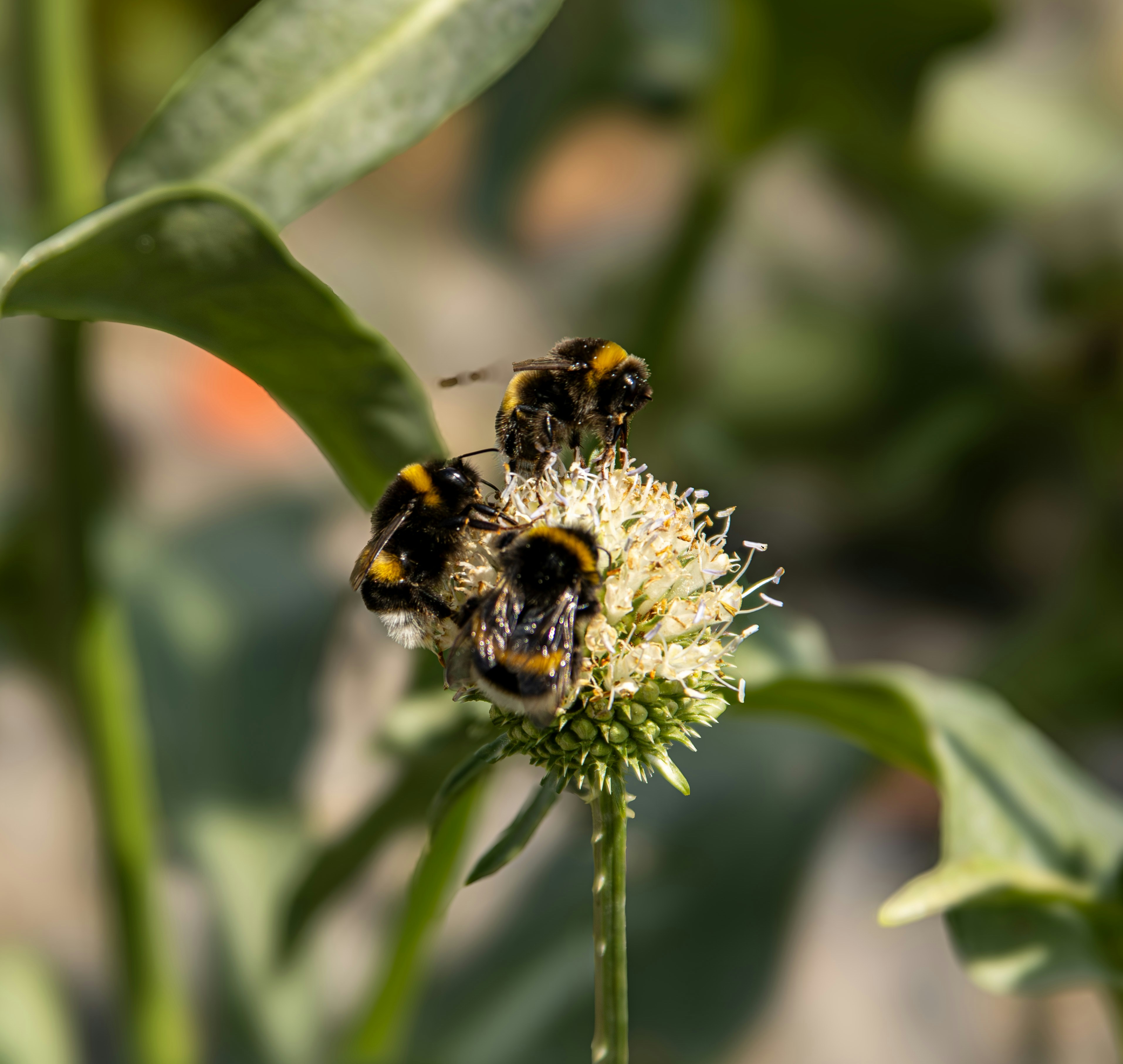 Buzzing on a Bloom: The Bee Trio at the Top