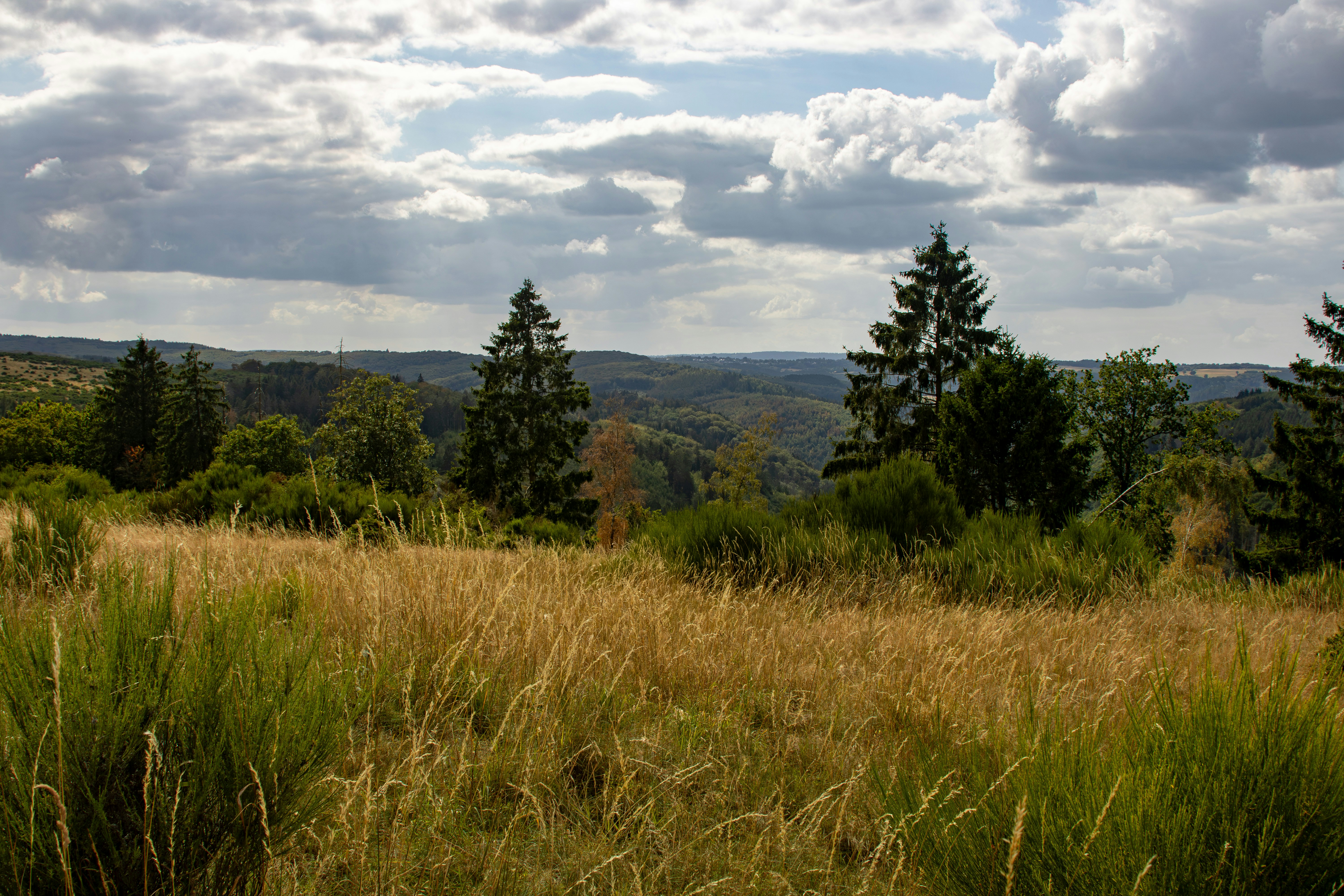 Golden Plains Overlook: A Quiet Field Beneath Broad Skies