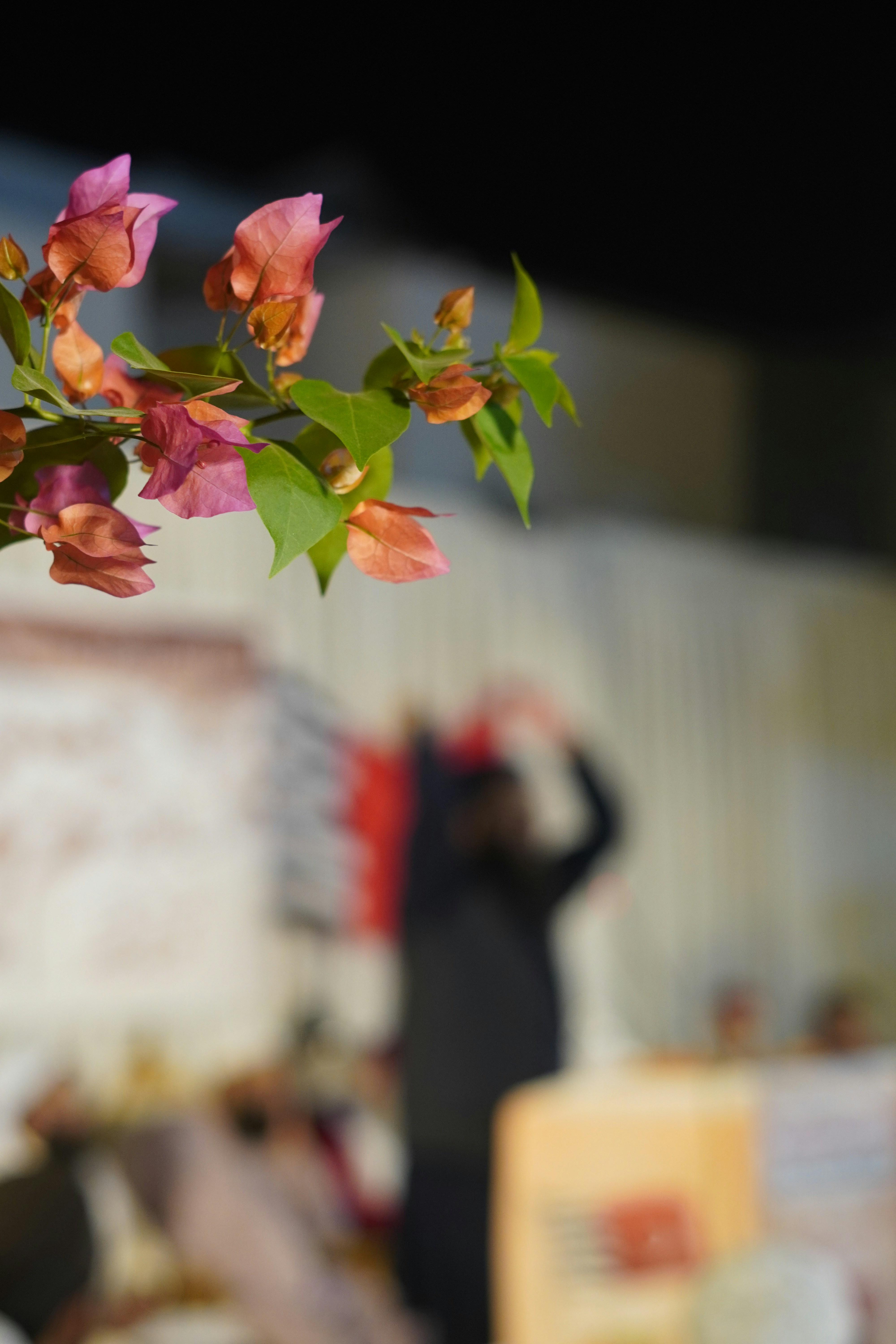 Bougainvillea Burst Over a Blurred Indoor Scene