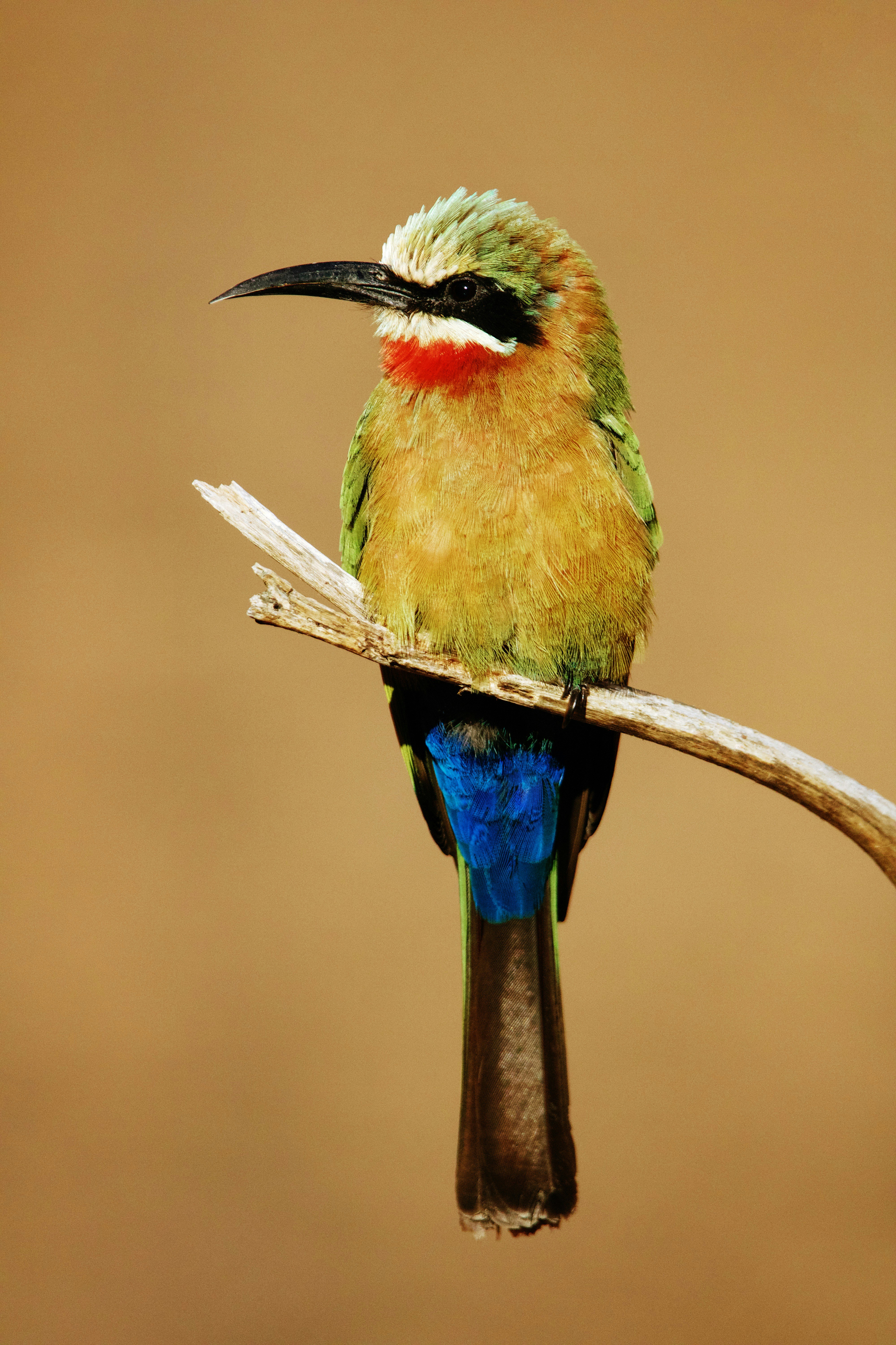 Bright green-and-gold bird with a red throat sits on a weathered branch against a warm, uniform background. This image features a vivid kingfisher and highlights its striking plumage and long tail.