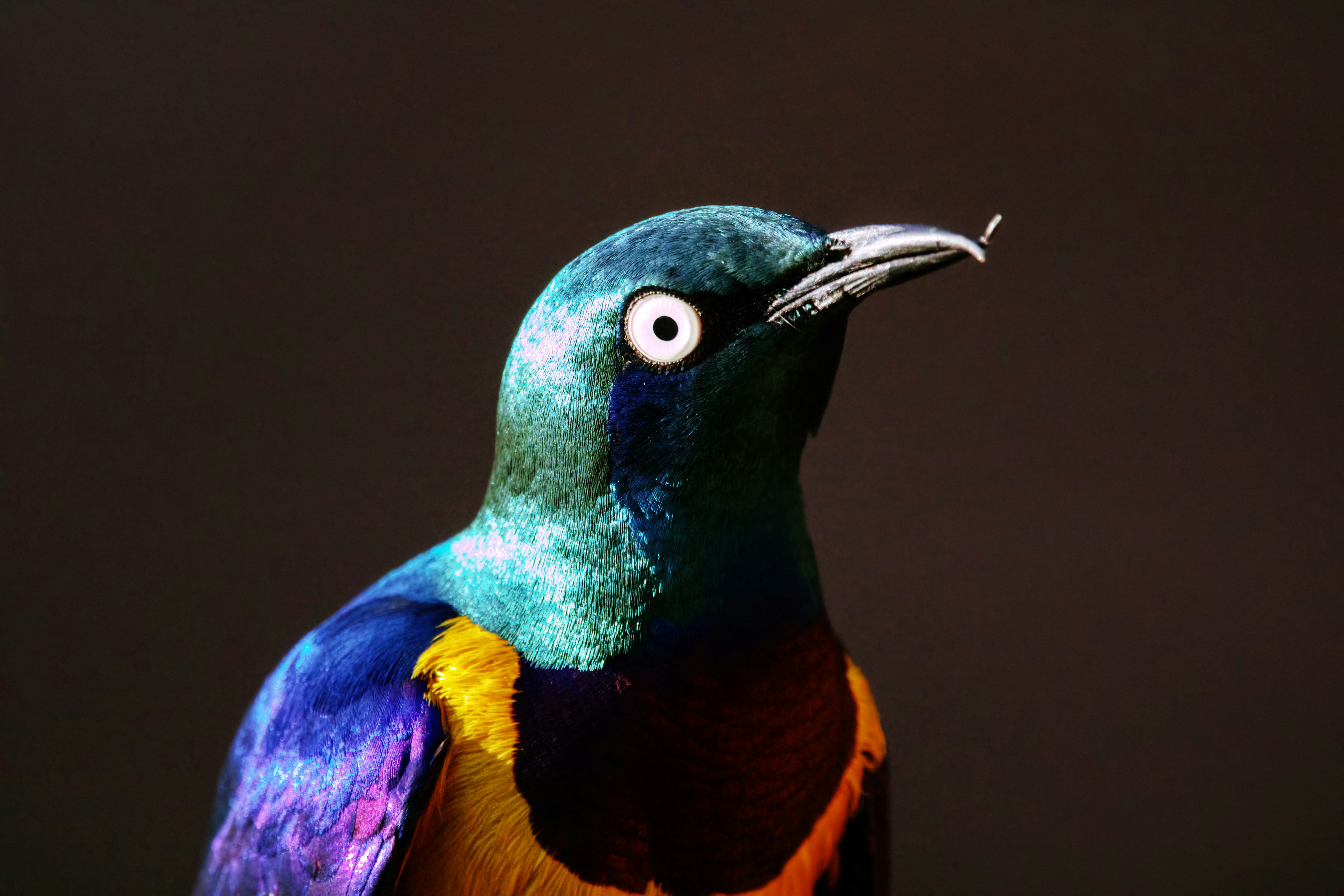 Iridescent Portrait: A Kingfisher’s Regal Gaze