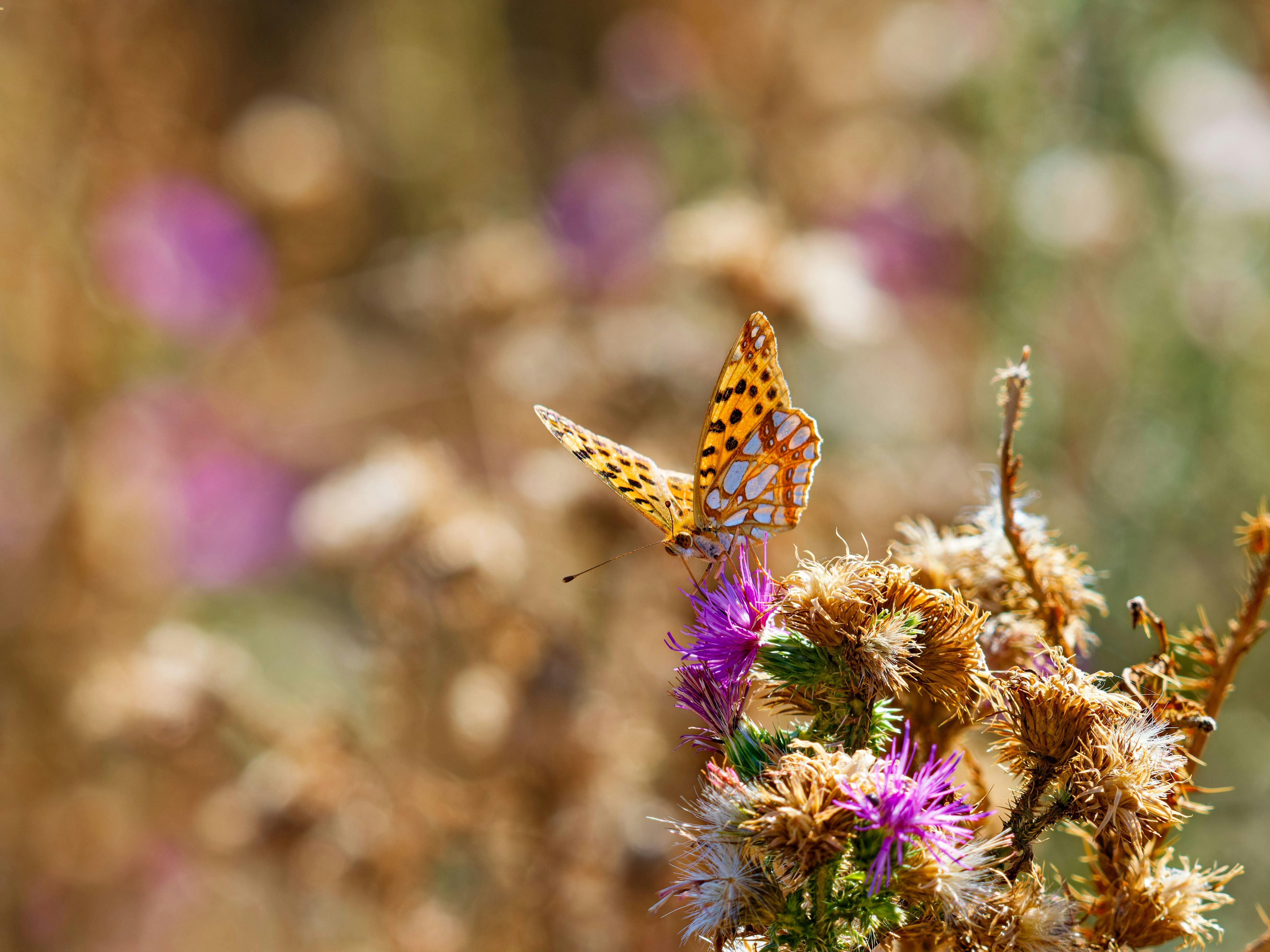 Emerald Wings on a Wildflower Stage