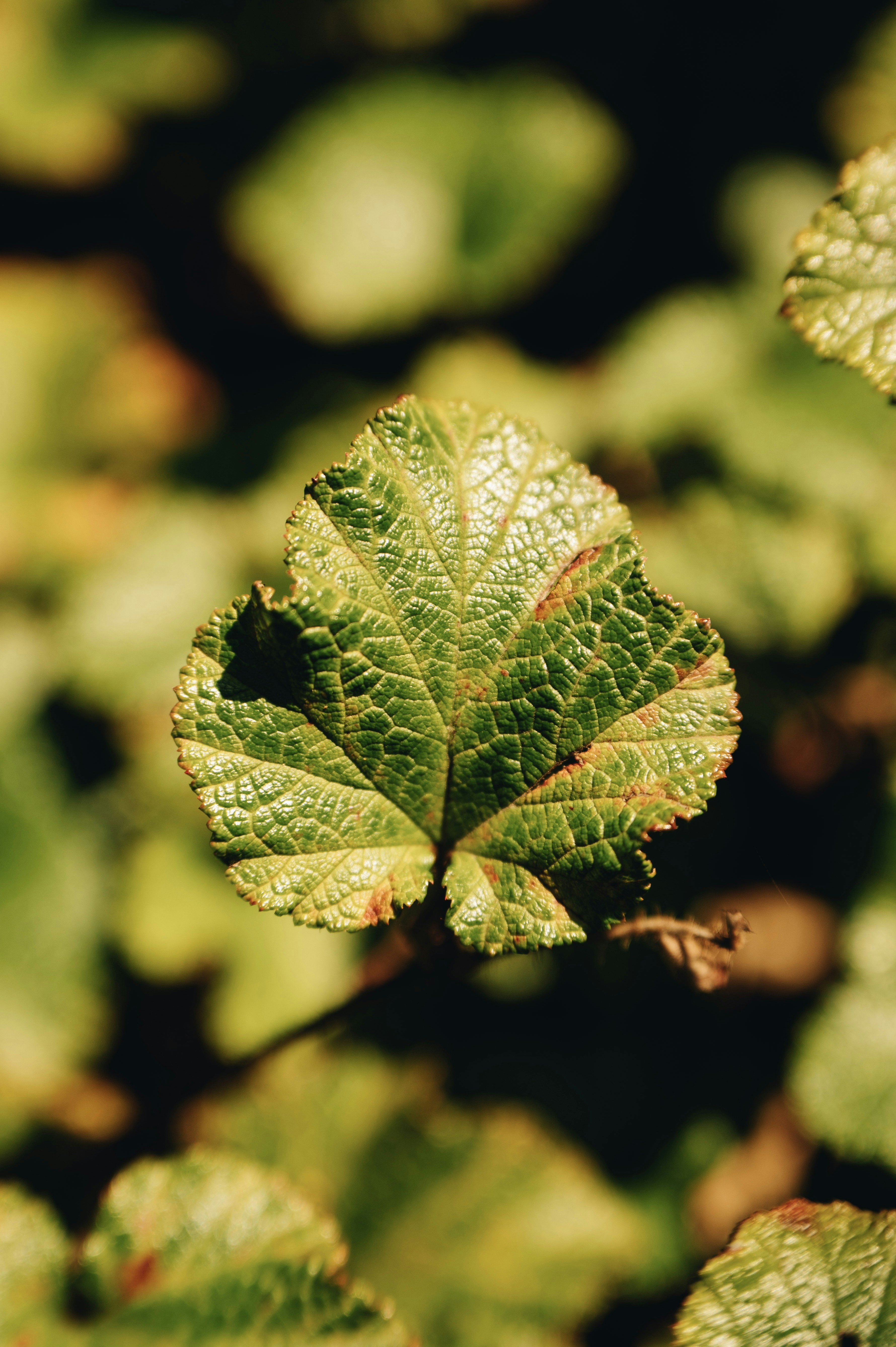 Backlit Vine Leaf in Focus: Textured Veins Meet Sunlit Edges