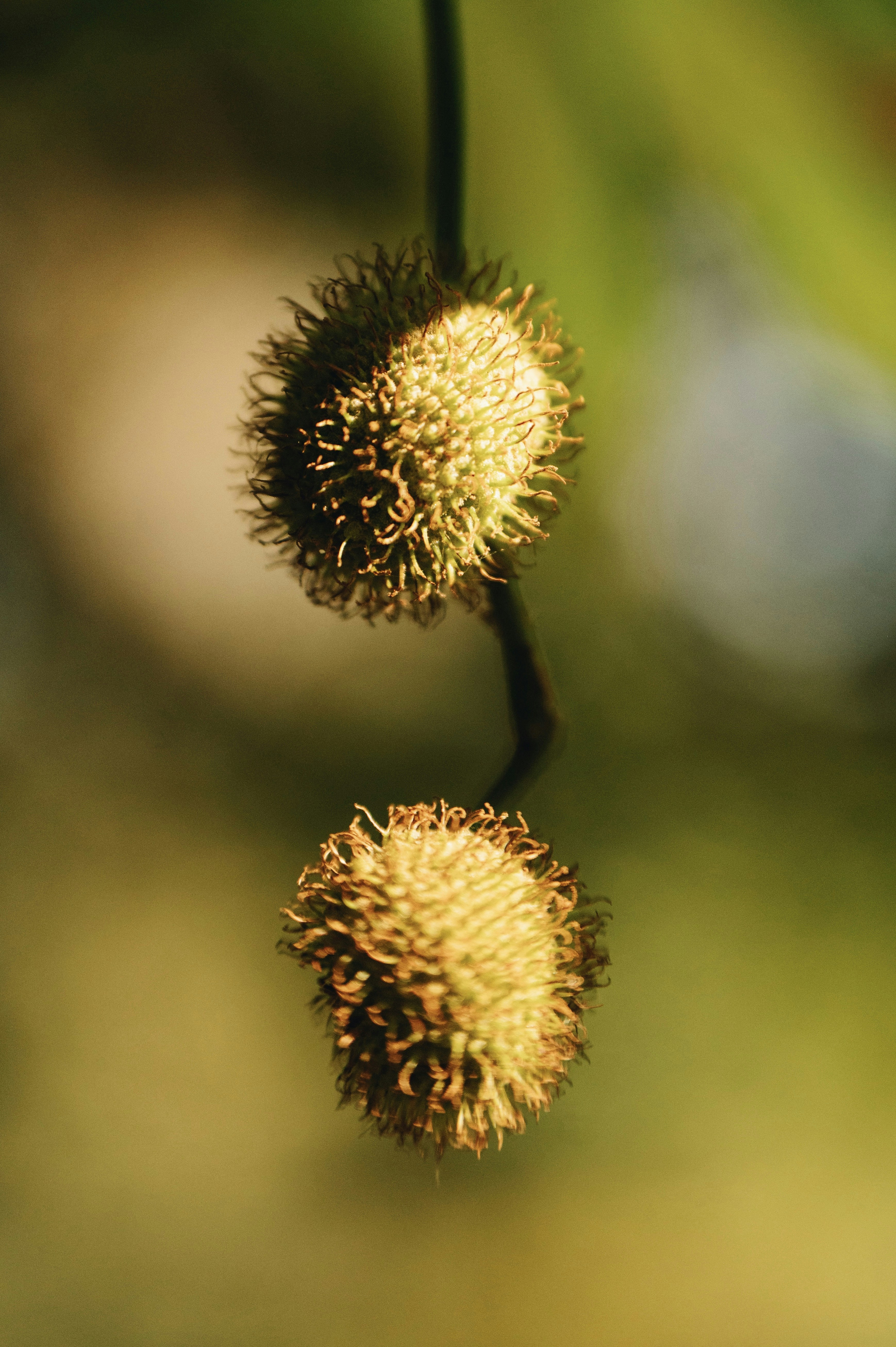 Two Golden Orbs on a Delicate Stem