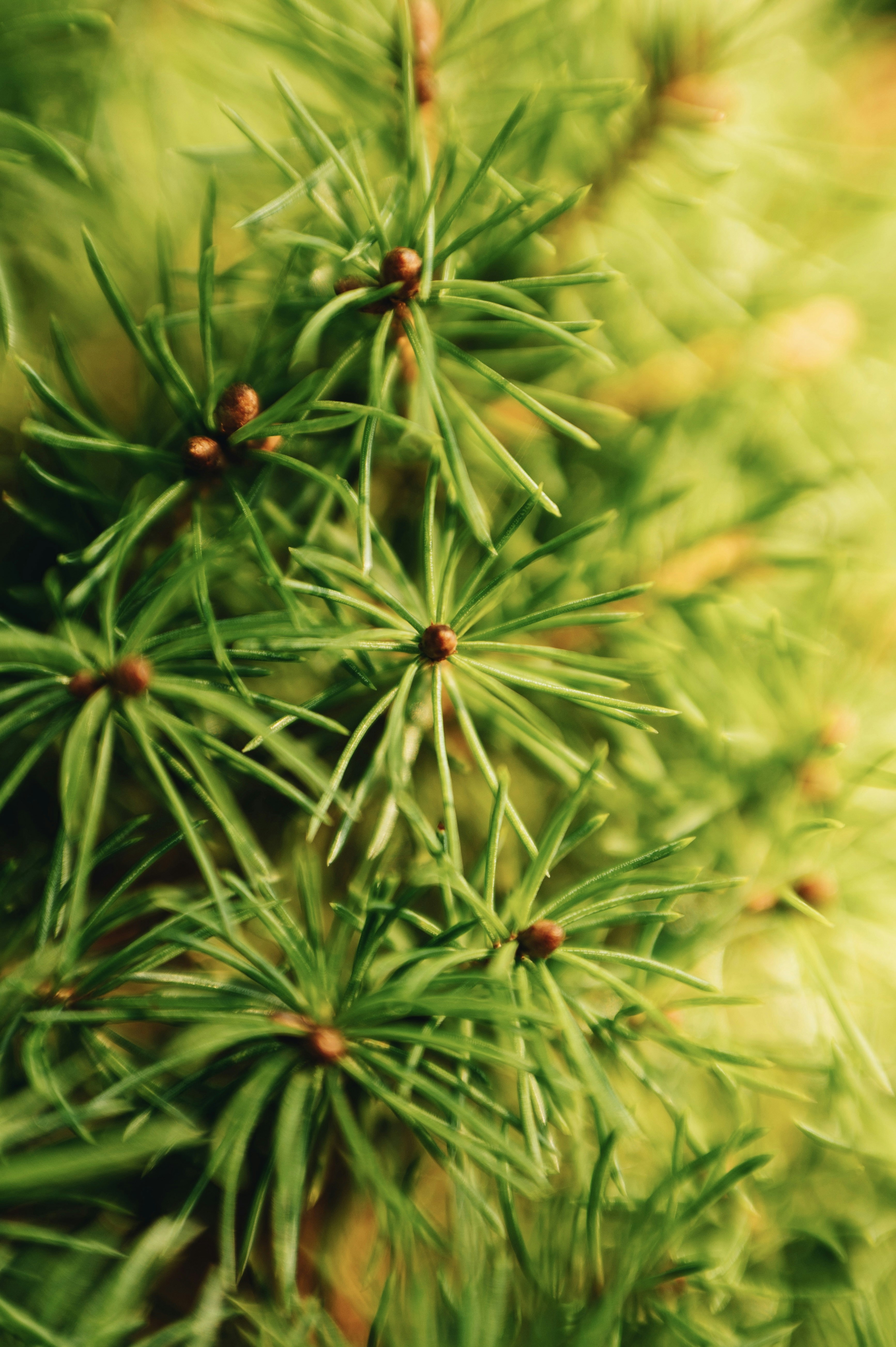 Coniferous Spark: Close-up of Needle-Cluster Flares