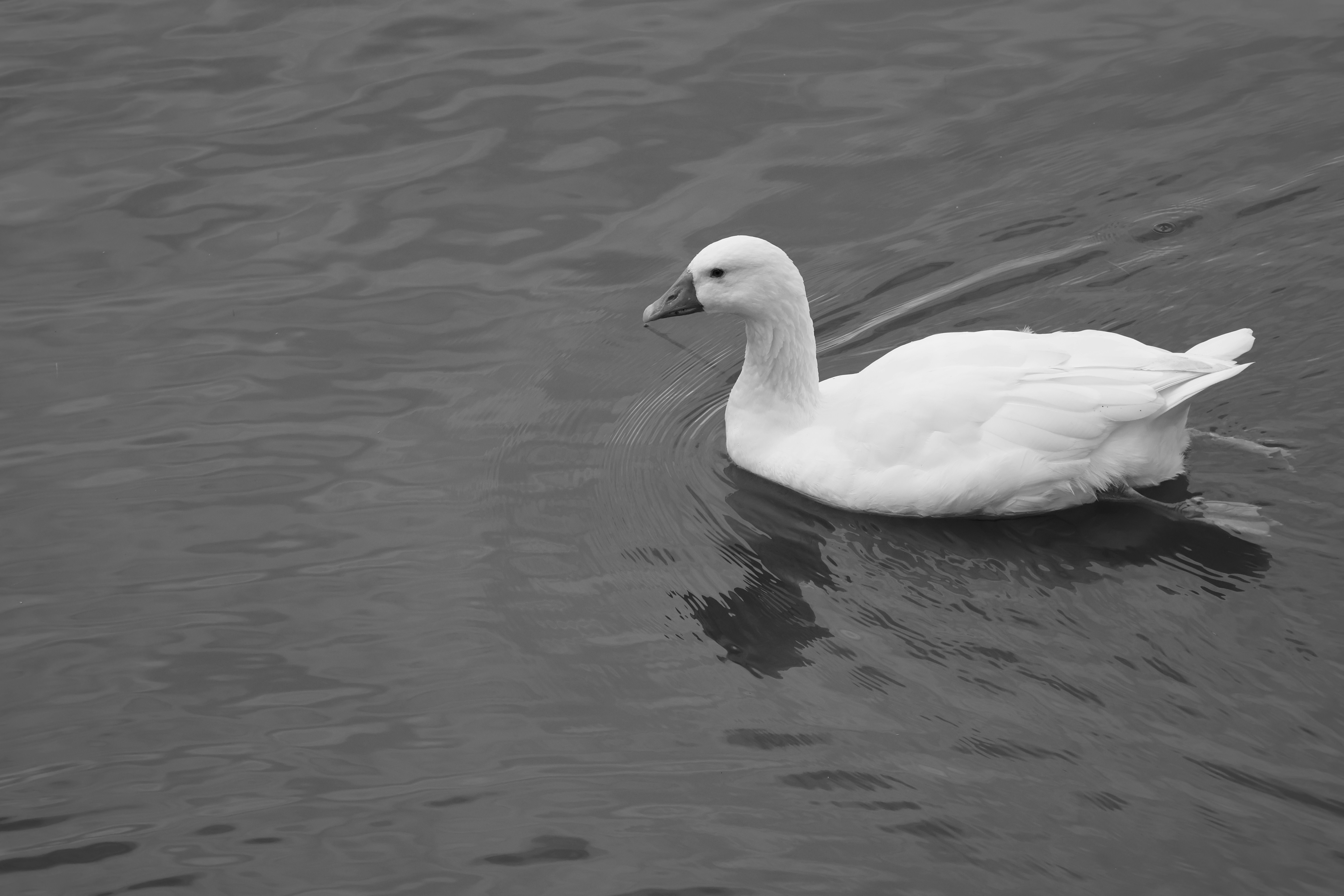 White Duck Glide Across Quiet Pond