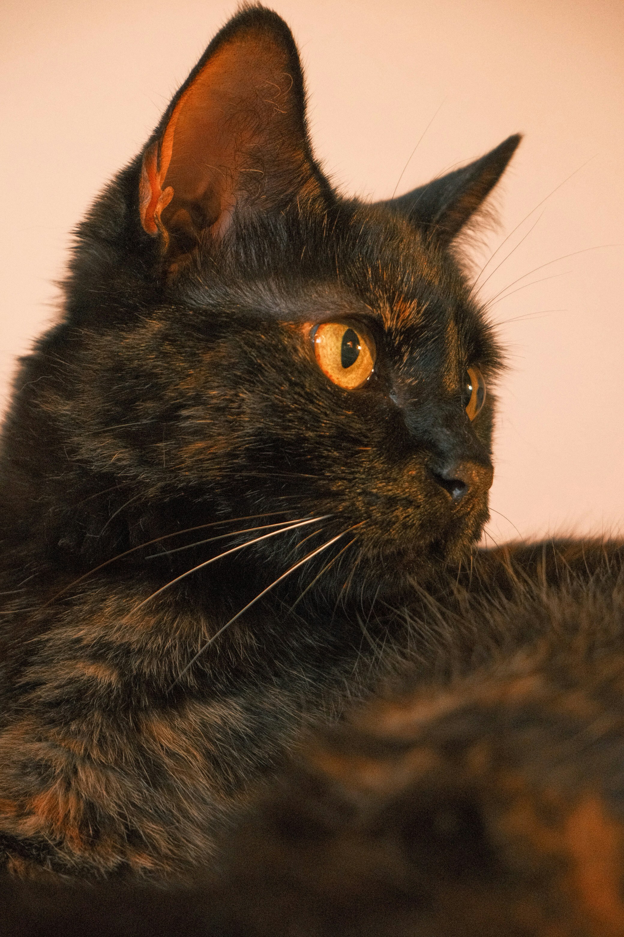 Amber Gaze: A Calico Cat in Quiet Focus