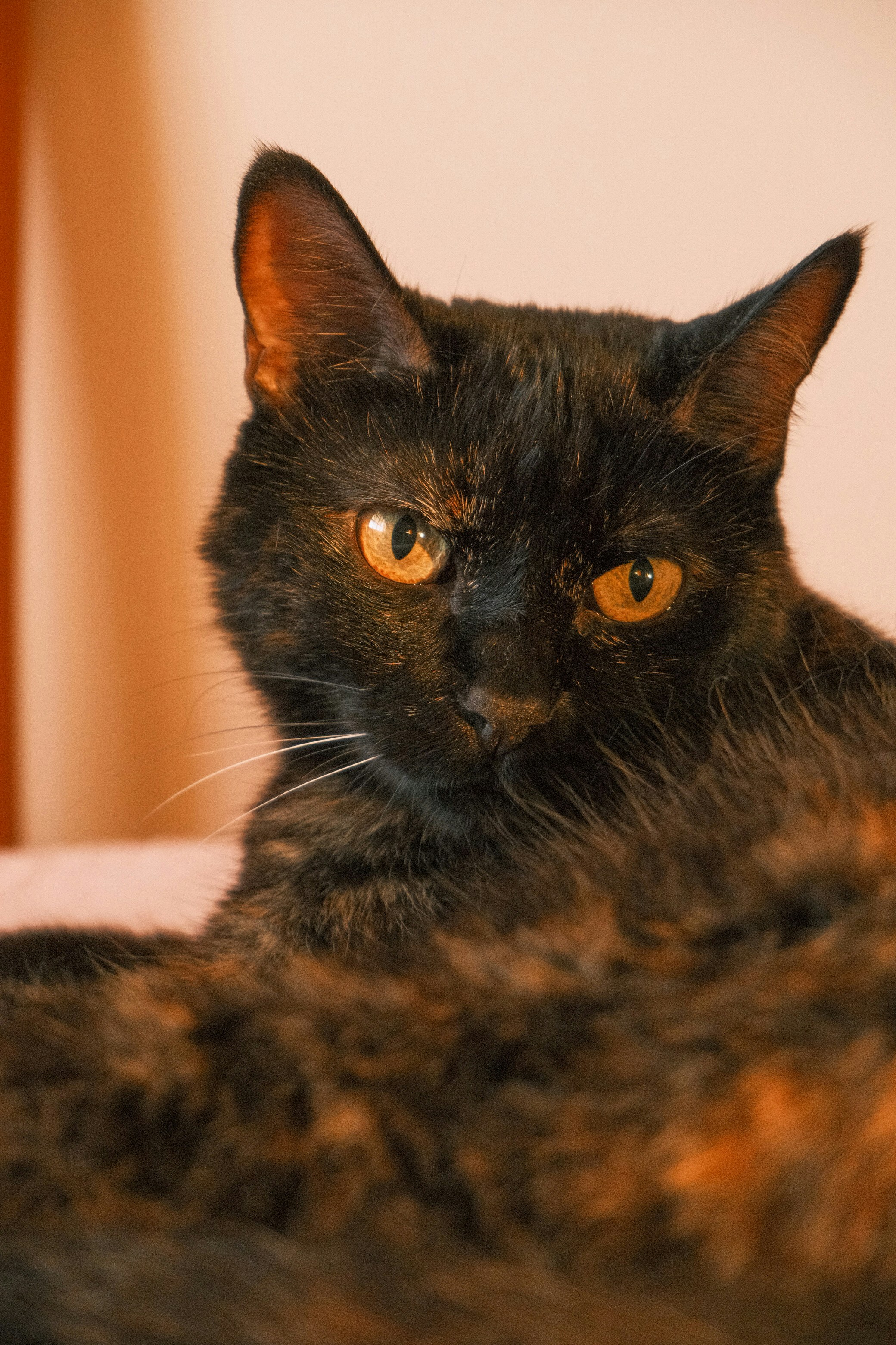 Amber Gaze: A Black Cat Beneath Warm Indoor Light