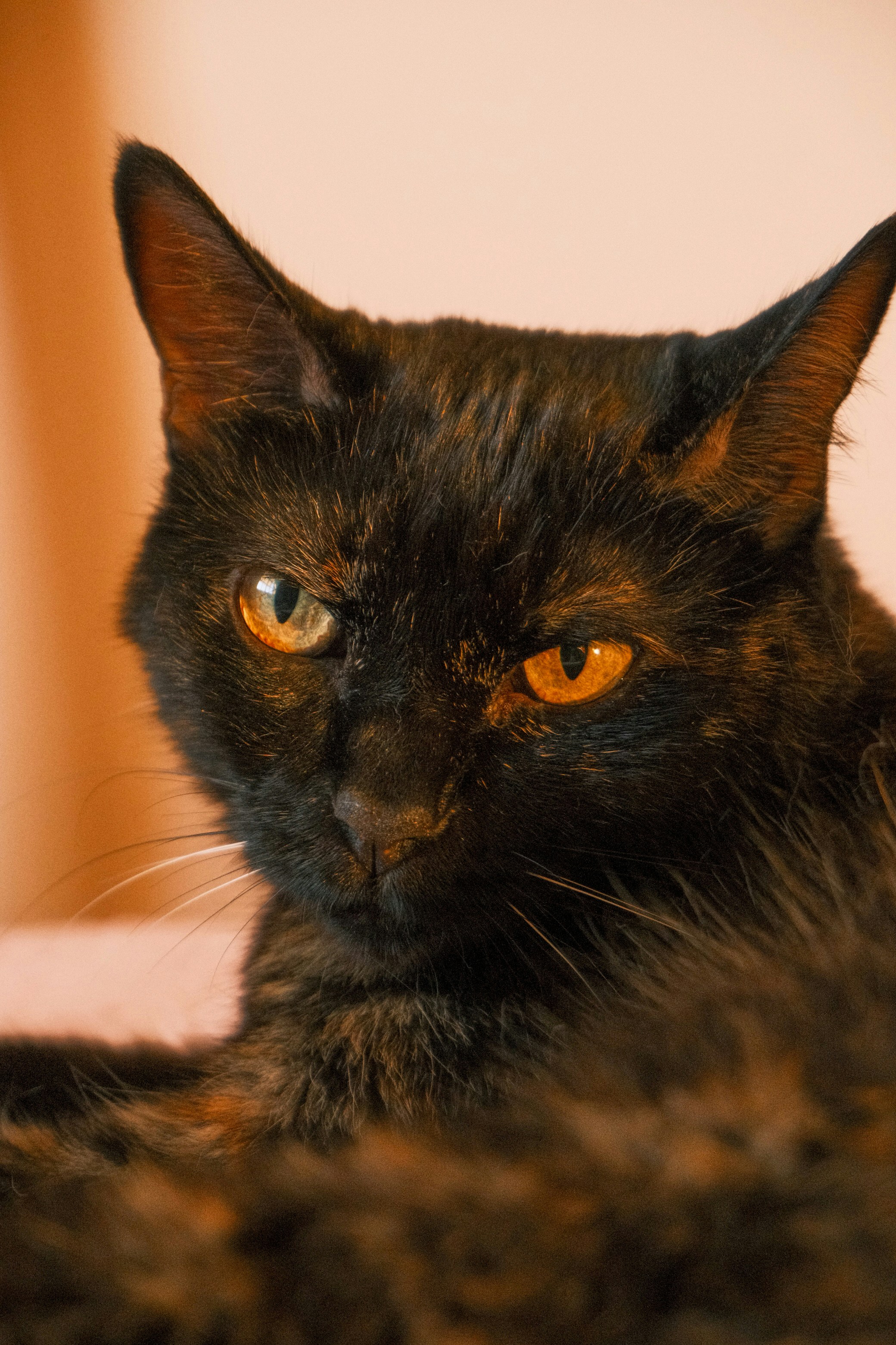 Midnight Saint: The Black Cat with Ember-Gold Eyes