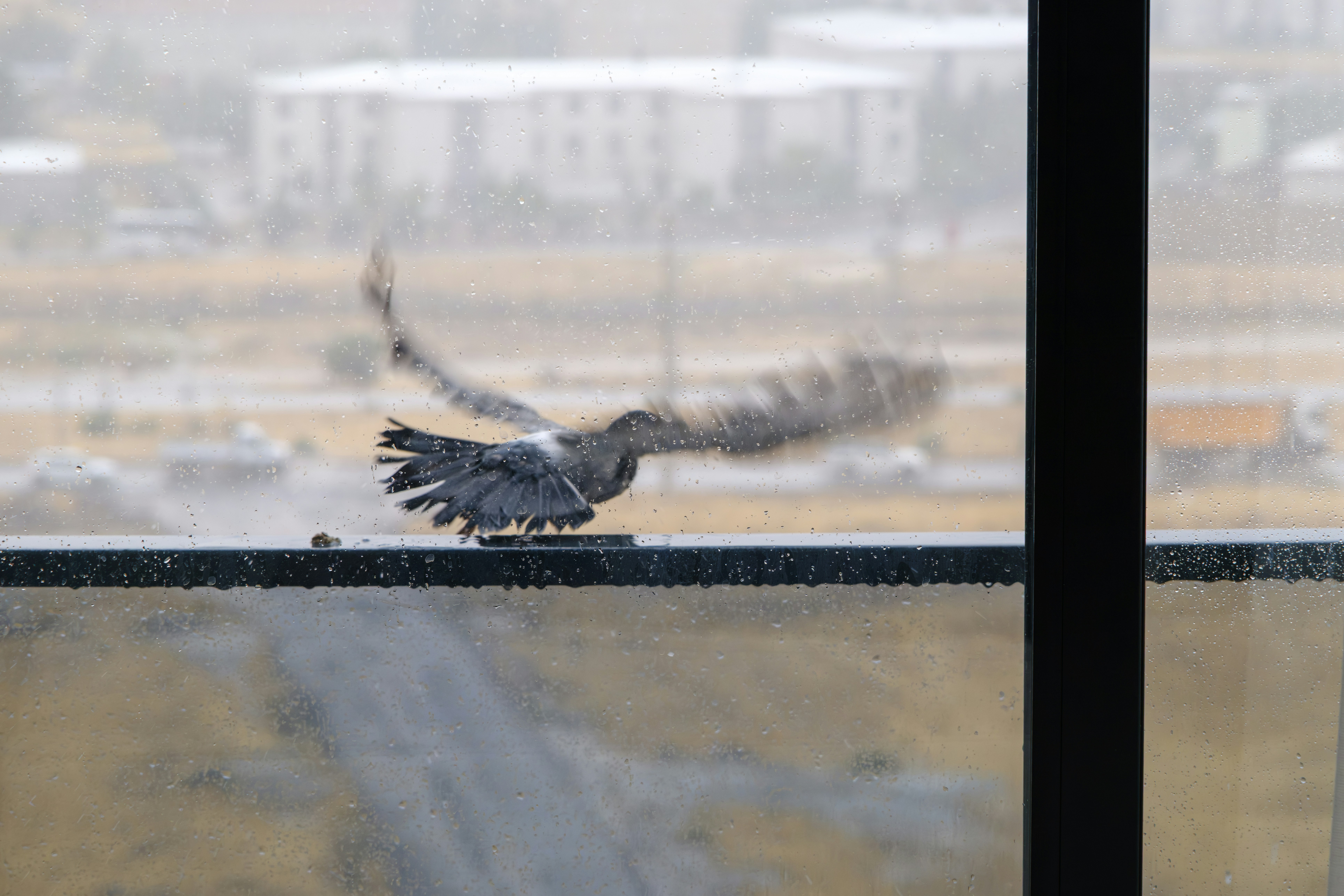 Wingbeat Pause: A Crow Lands on a Rain-Speckled Window