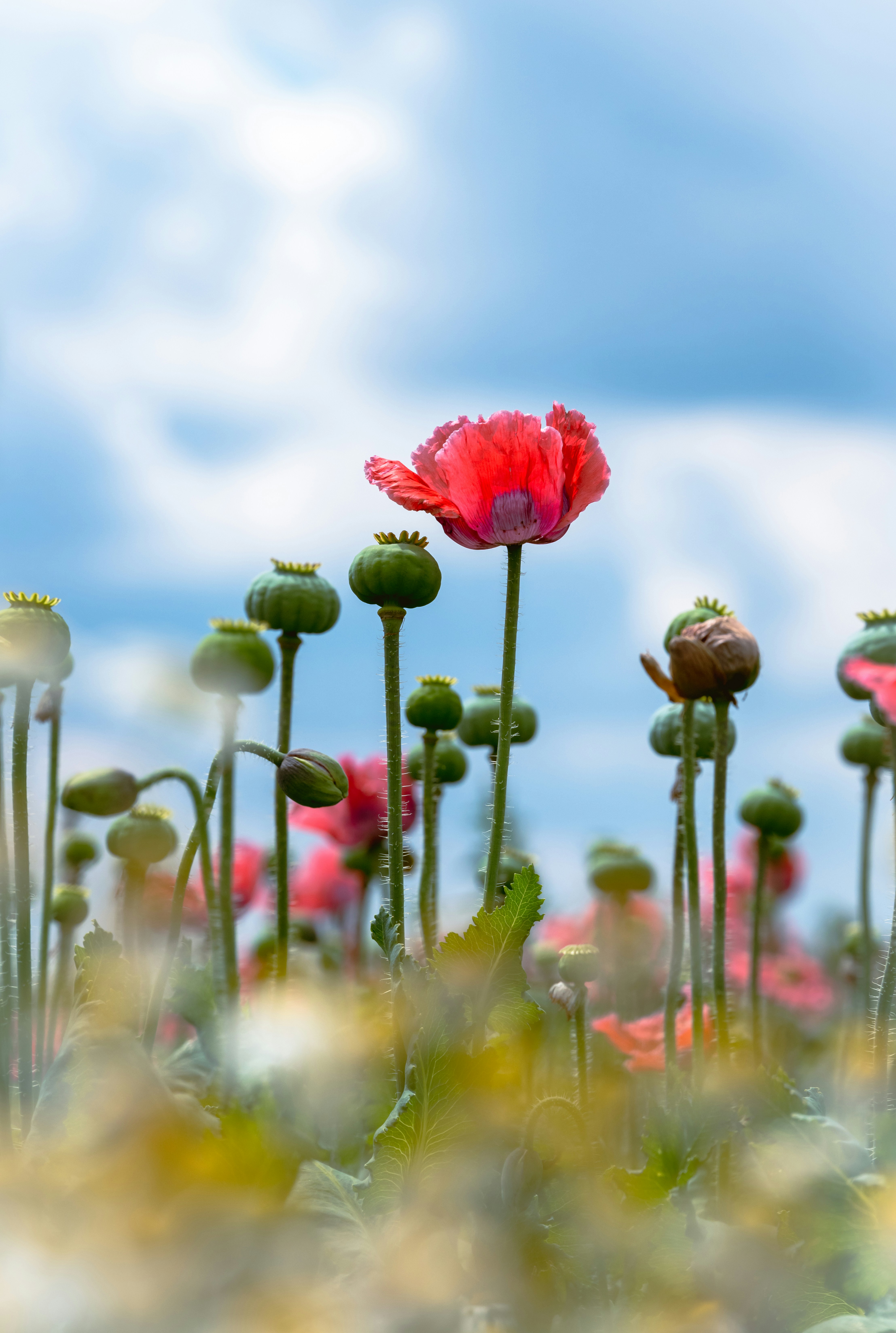 Red Poppy Peak: A Flower Field Reaching Toward the Sky