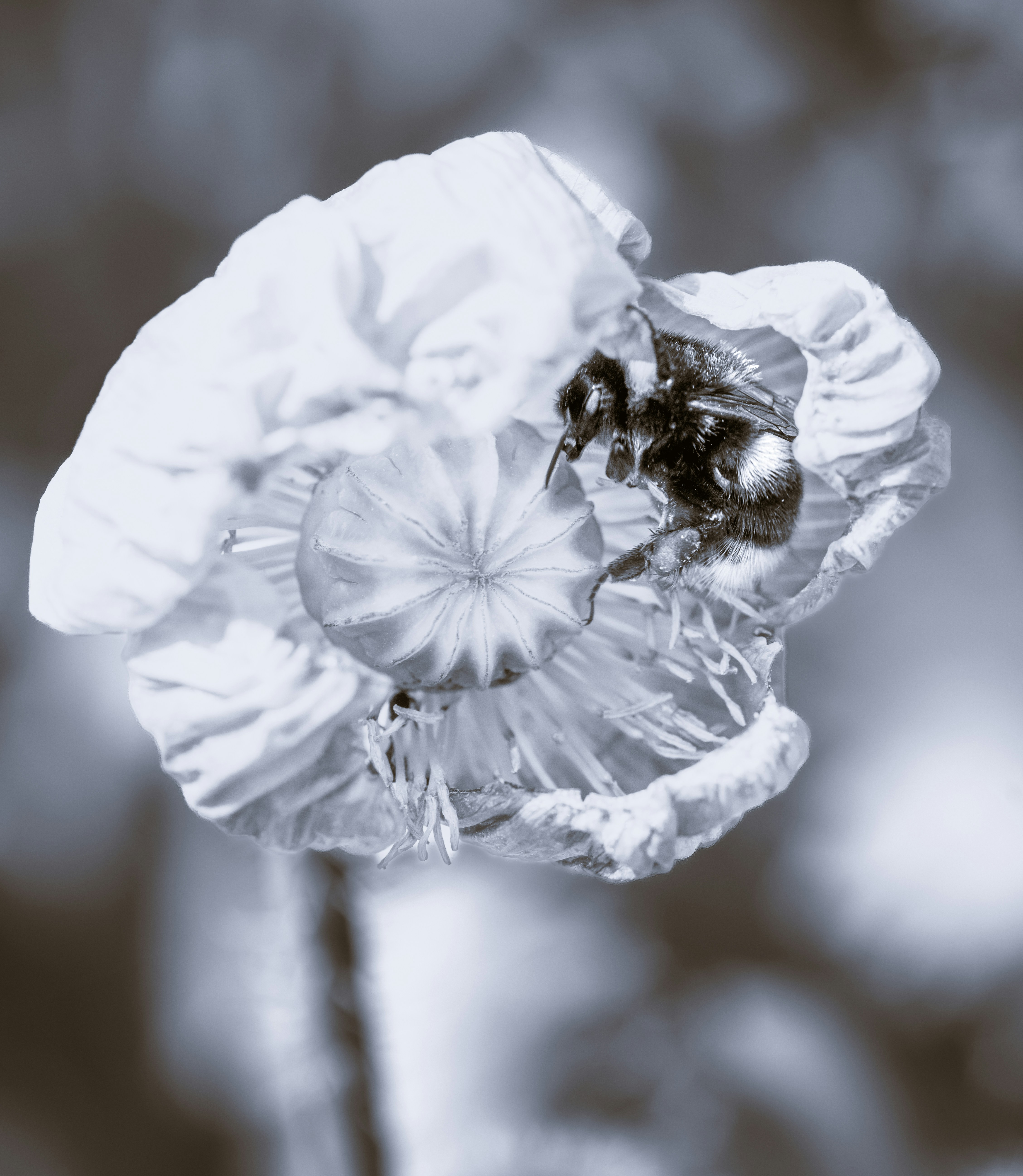 Macro close-up of a bee resting on a faded flower, rendered in cool tones with a shallow depth of field to emphasize texture and form.