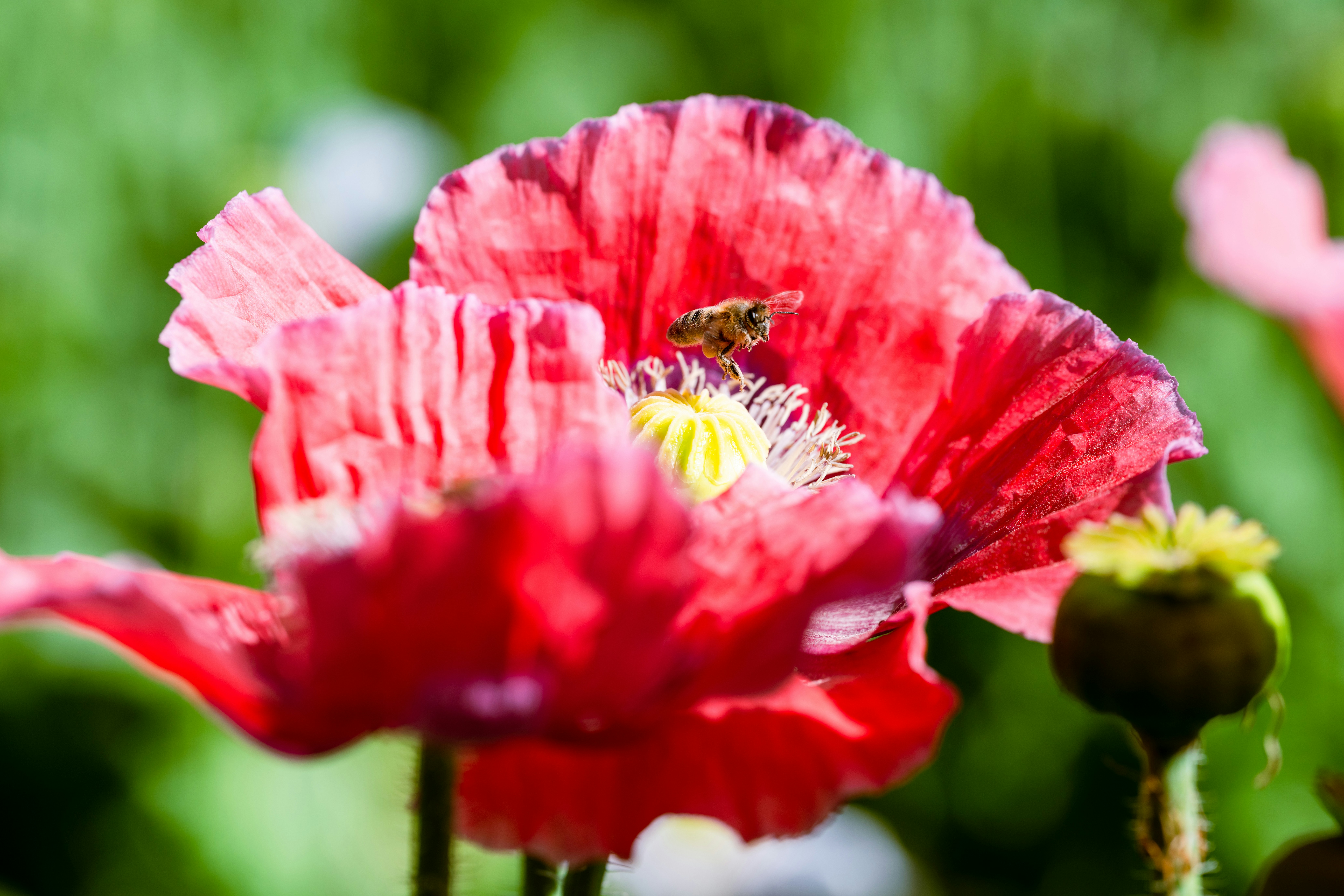 Bee at the Center: A Crimson Poppy in Full Bloom