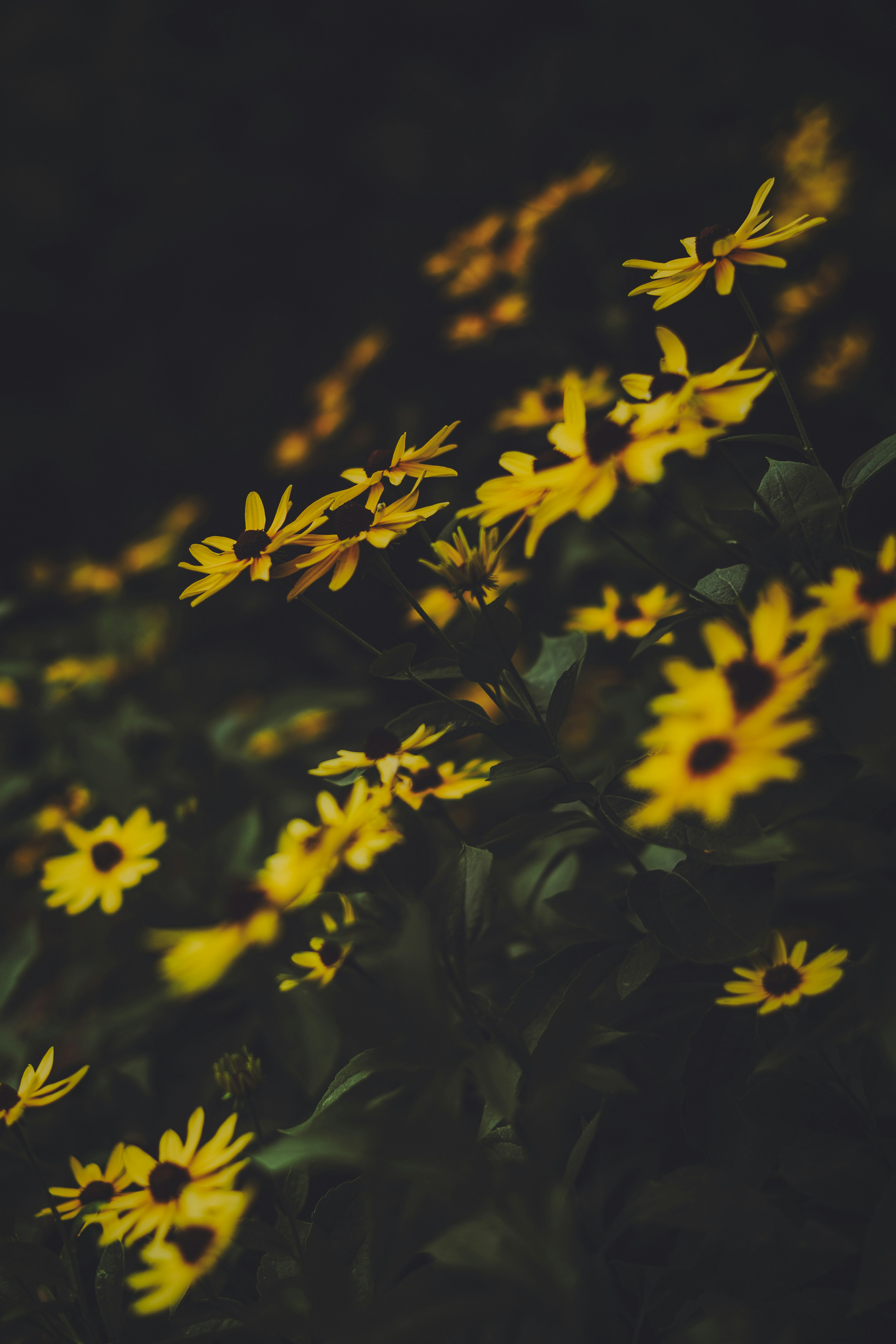 Cluster of vivid yellow daisies against a dark, blurred background, concentrating on the foreground blooms for a moody macro-like sweep.