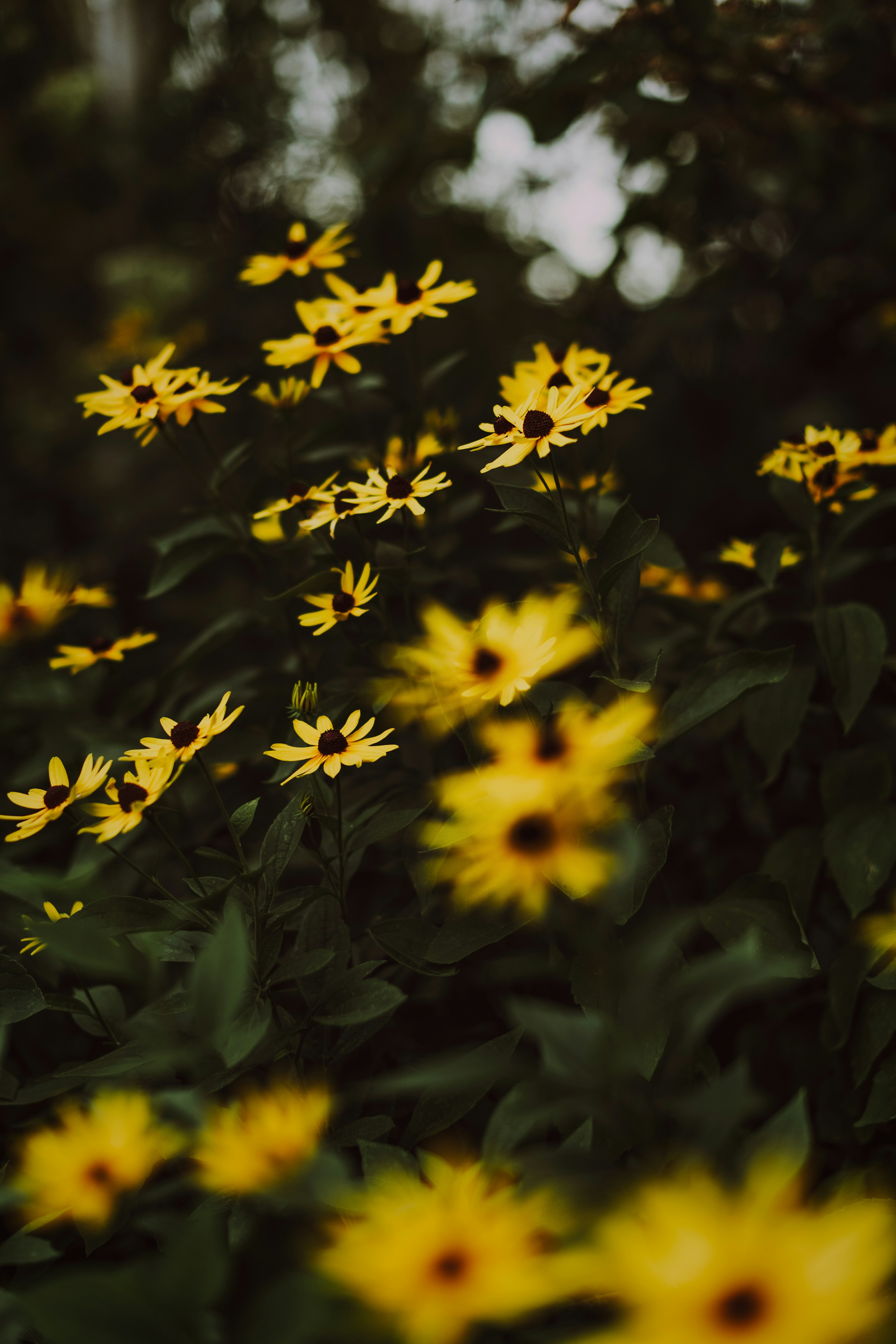 Sunlit Heads: A Field of Radiant Yellow Blooms