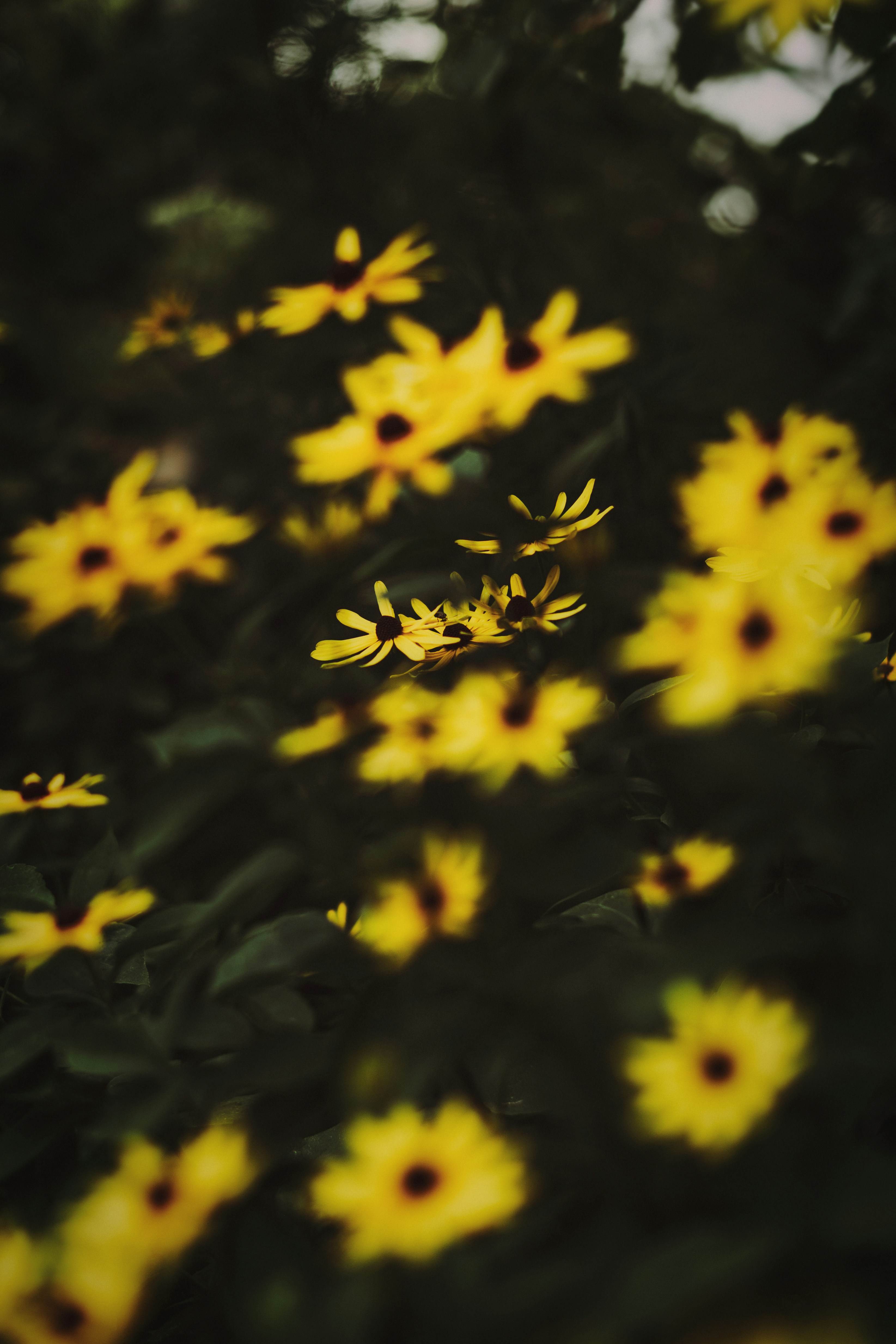 Vivid yellow petals glow amid a dark, blurred background, with a central bloom in sharp focus. A close-knit bouquet pattern highlights depth and natural sunlight in a garden scene.