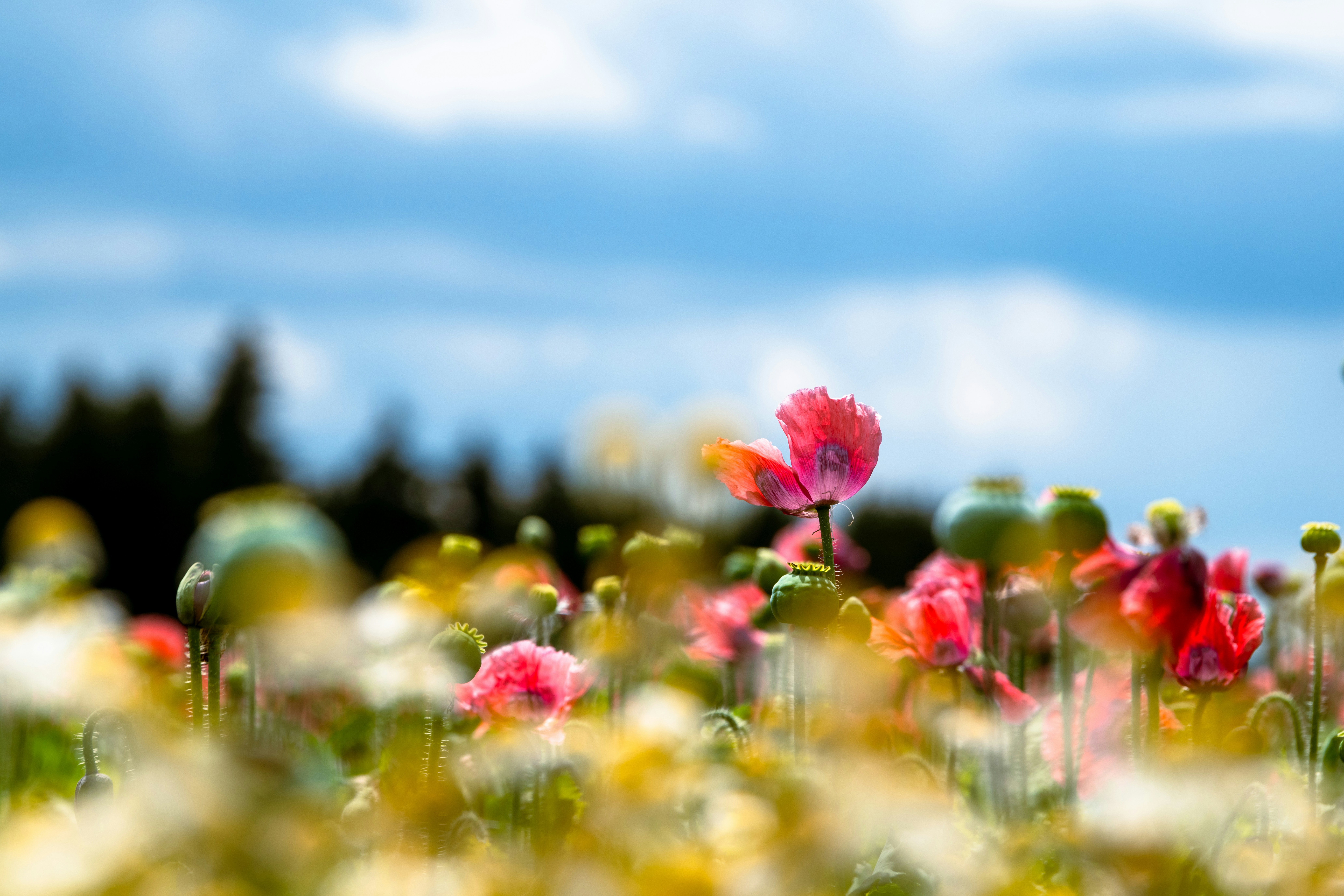 A single pink poppy rises amid a sea of blurred blooms