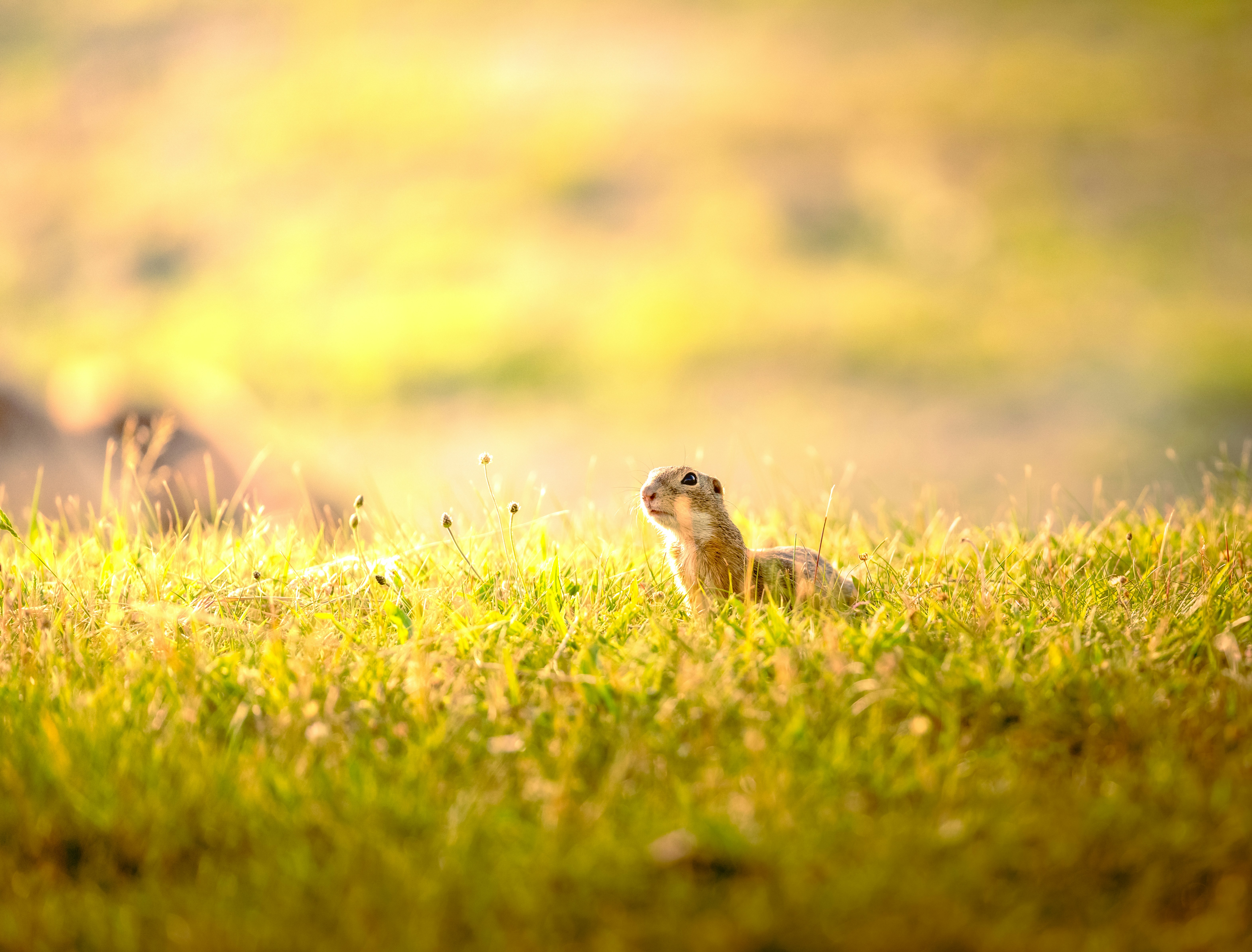 Golden-hour scene of a small rodent standing upright in sunlit grasses, with a soft bokeh background and a warm, hazy atmosphere. A close-up focus on the tiny animal, with the scene clearly identifying a natural habitat rather than an object or logo.