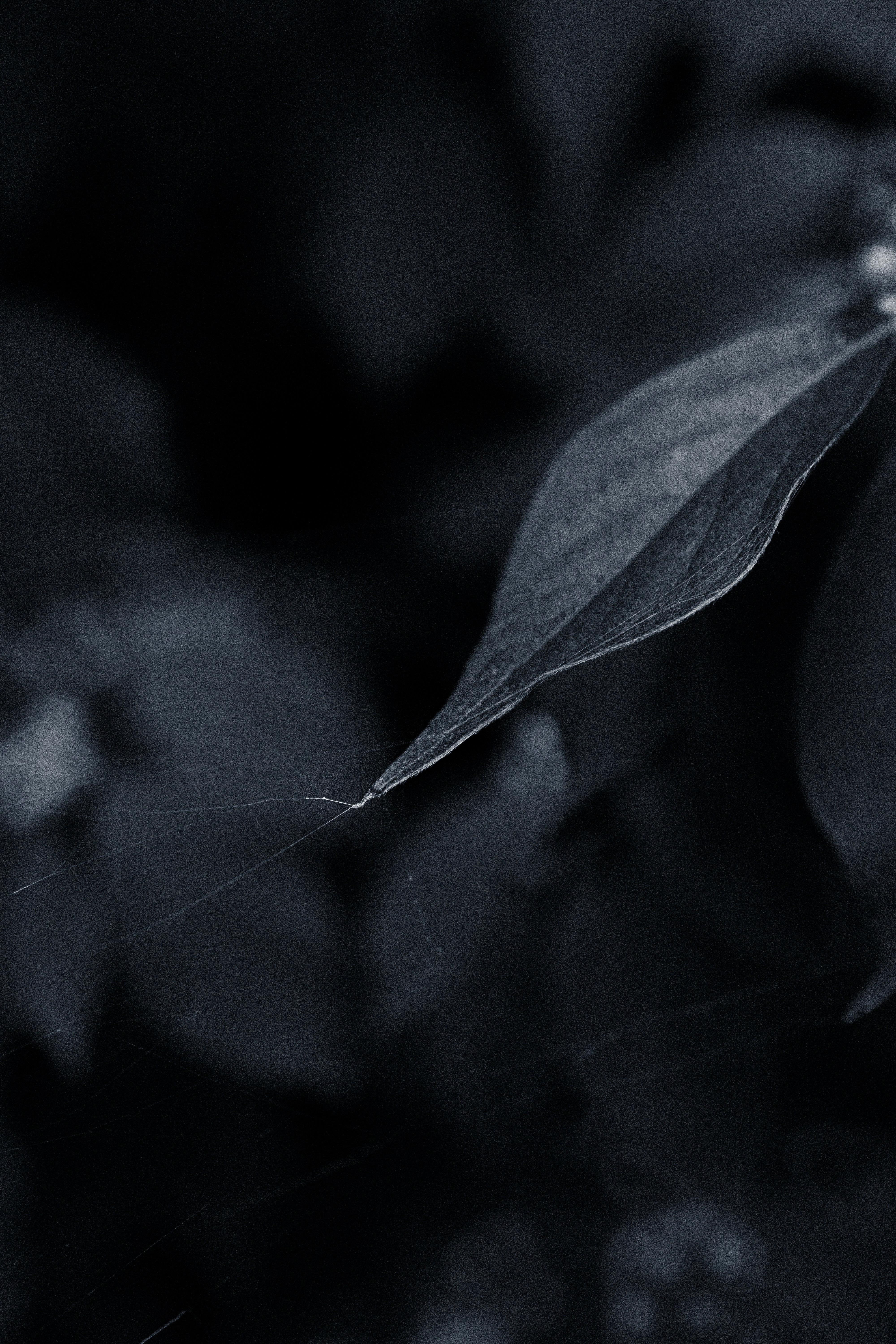 Veiling Whisper: A Moonlit Leaf Trace in Deep Shadow