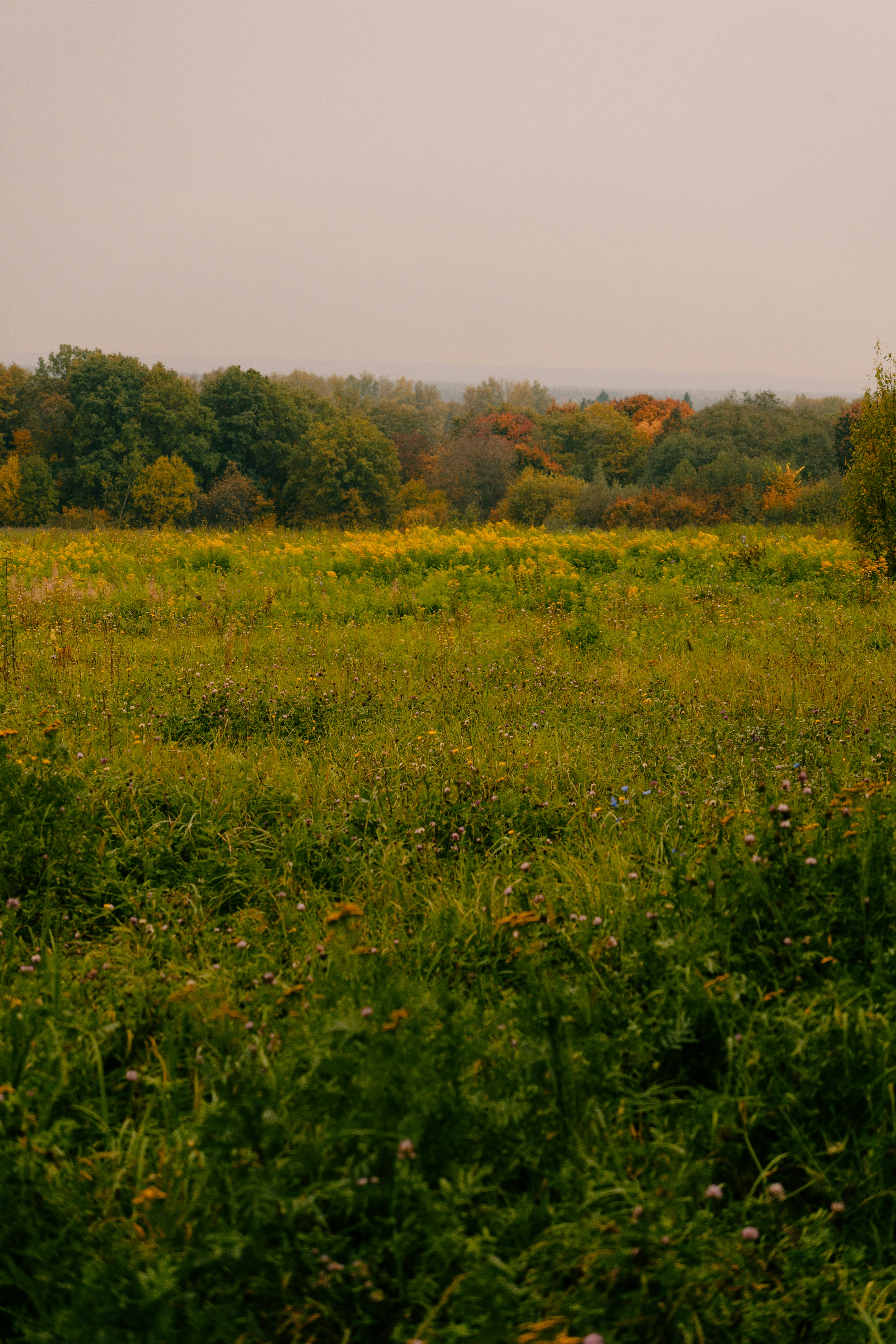 Autumn Field at Dusk: A Quiet Horizon