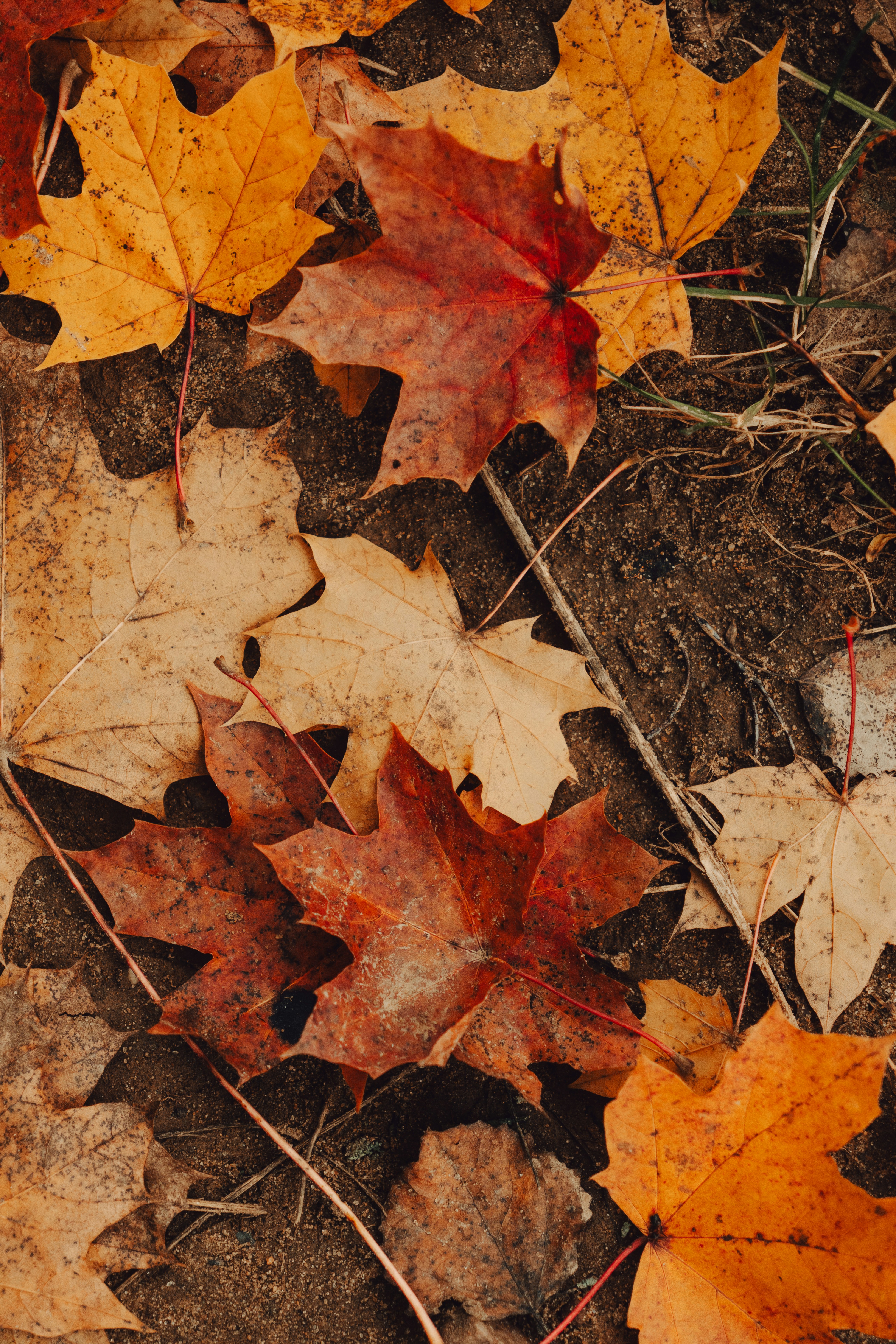 A close-up of vibrant autumn maple leaves scattered on dark soil, showing warm orange, yellow, and red tones in natural light. The image captures texture and color variation without a distinct central subject, emphasizing seasonal detail.
