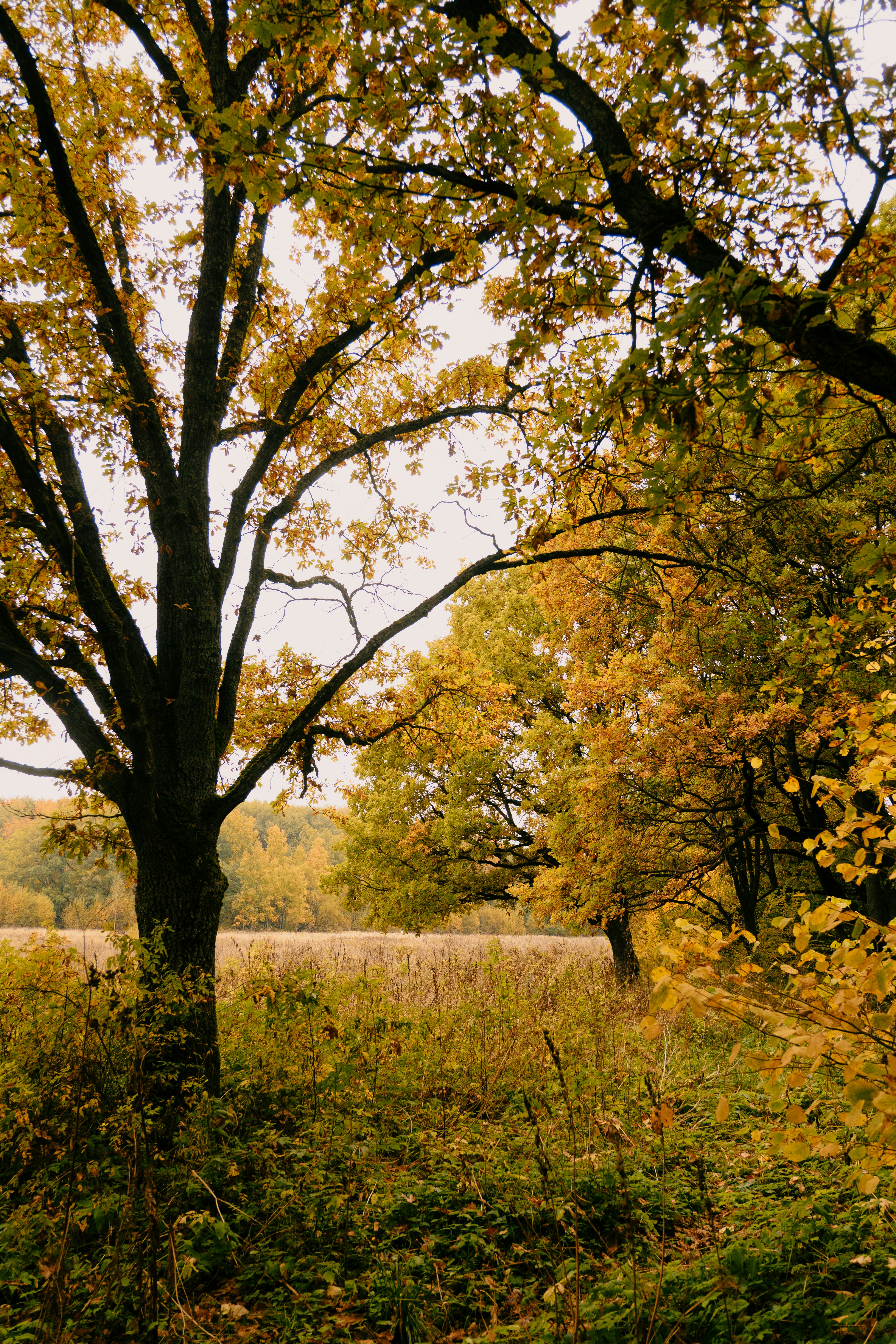 Golden Corridor: Trees Framing a Quiet Autumn Meadow