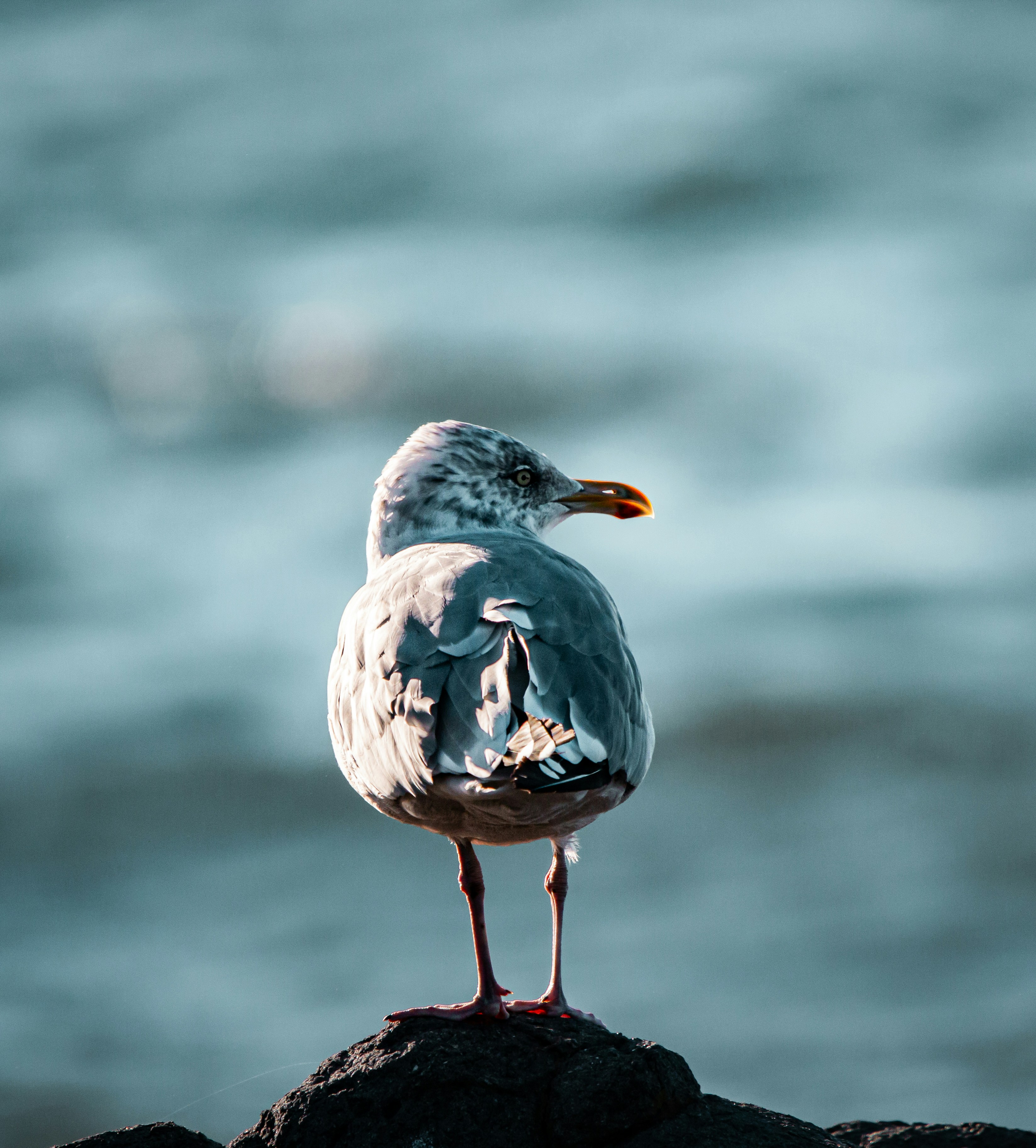 Coastal Sentinel: A Seagull Poised on a Rocky Outcrop