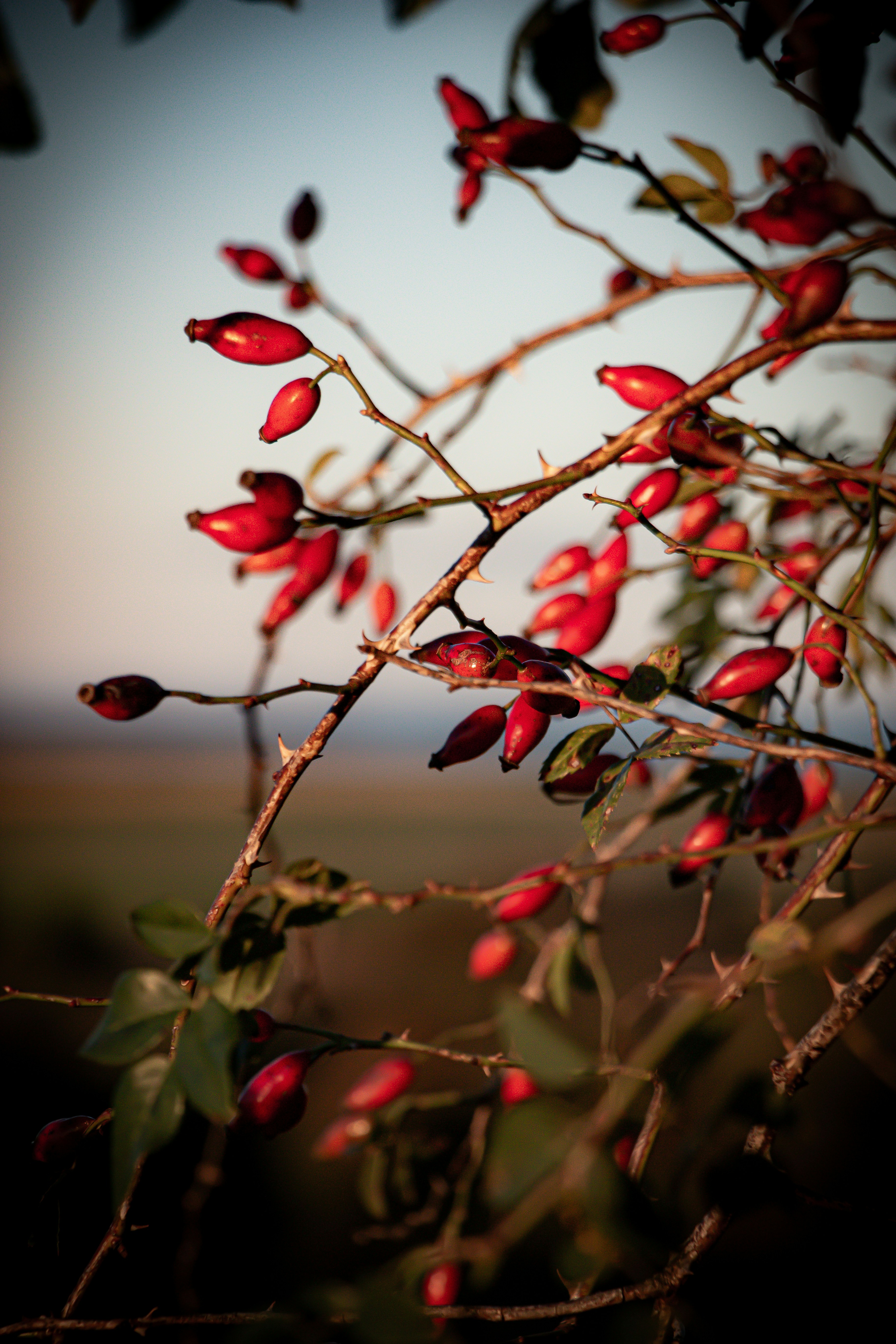 Crimson Berries on a Sunlit Branch