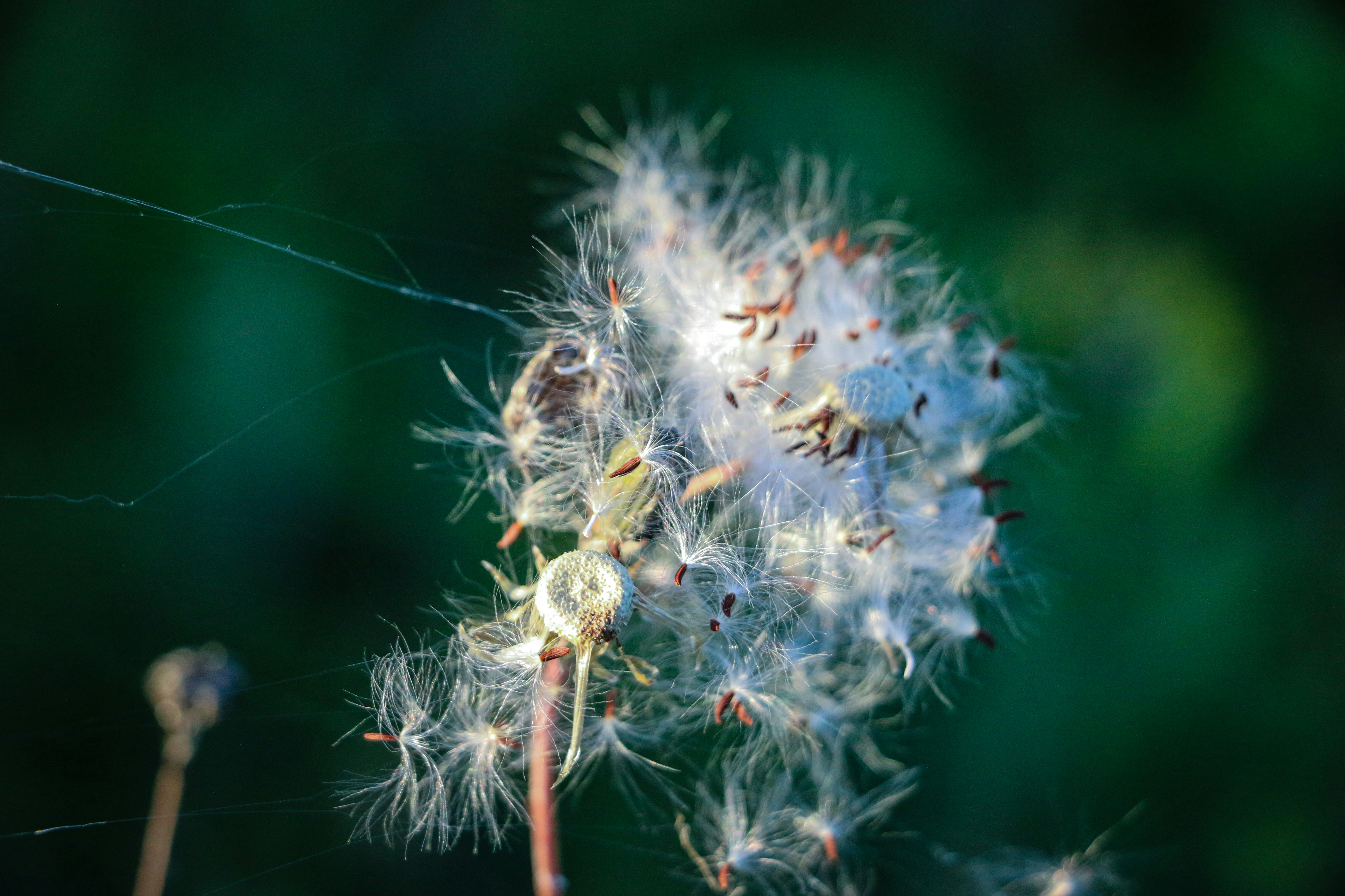Whispers of Dandelion Silk in Quiet Sunlight