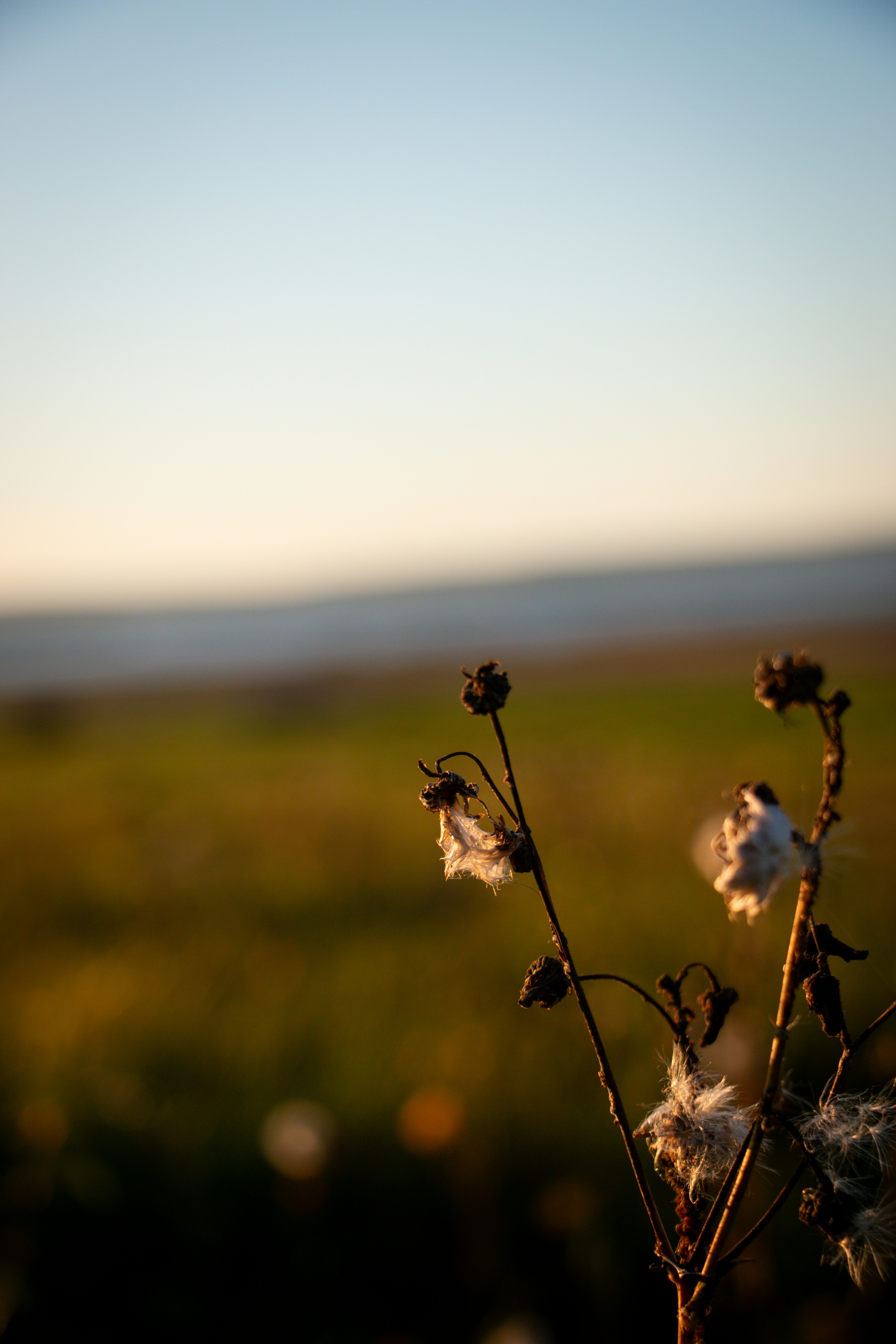Seed Heads in the Evening Field