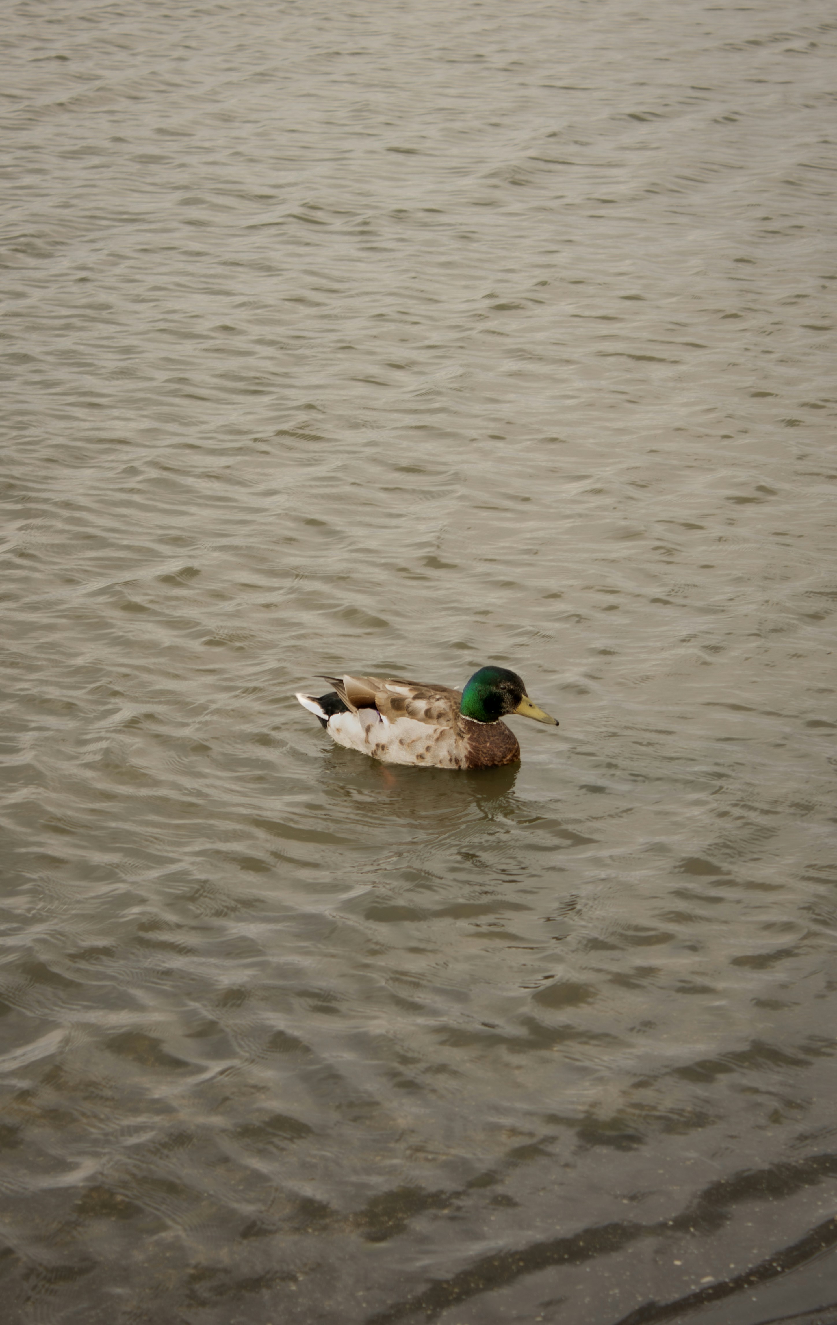 A solitary mallard floats on calm, muddy-green water with subtle ripples, capturing a serene moment on the lake shoreline.