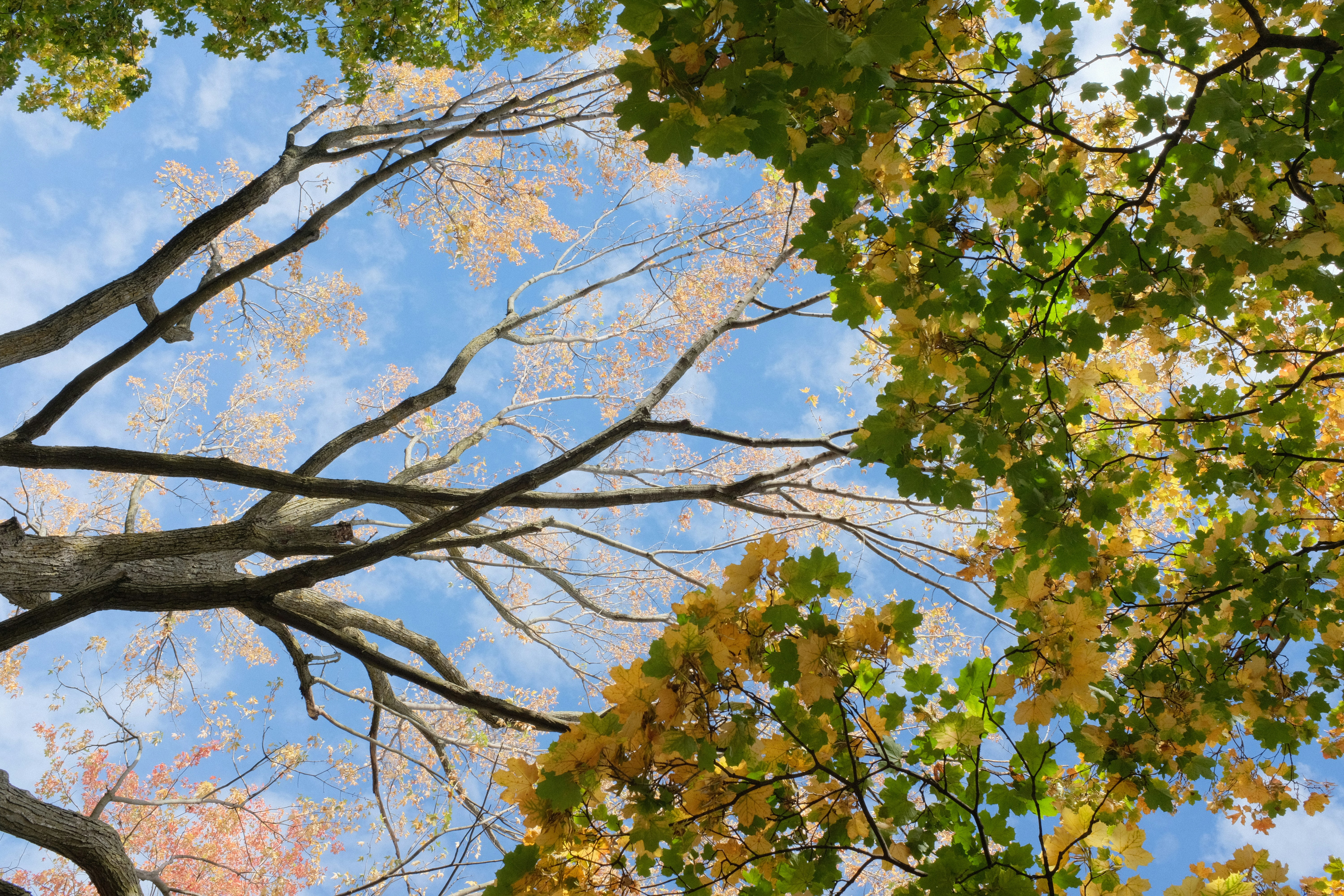 Skyward Canopy in Autumn Light