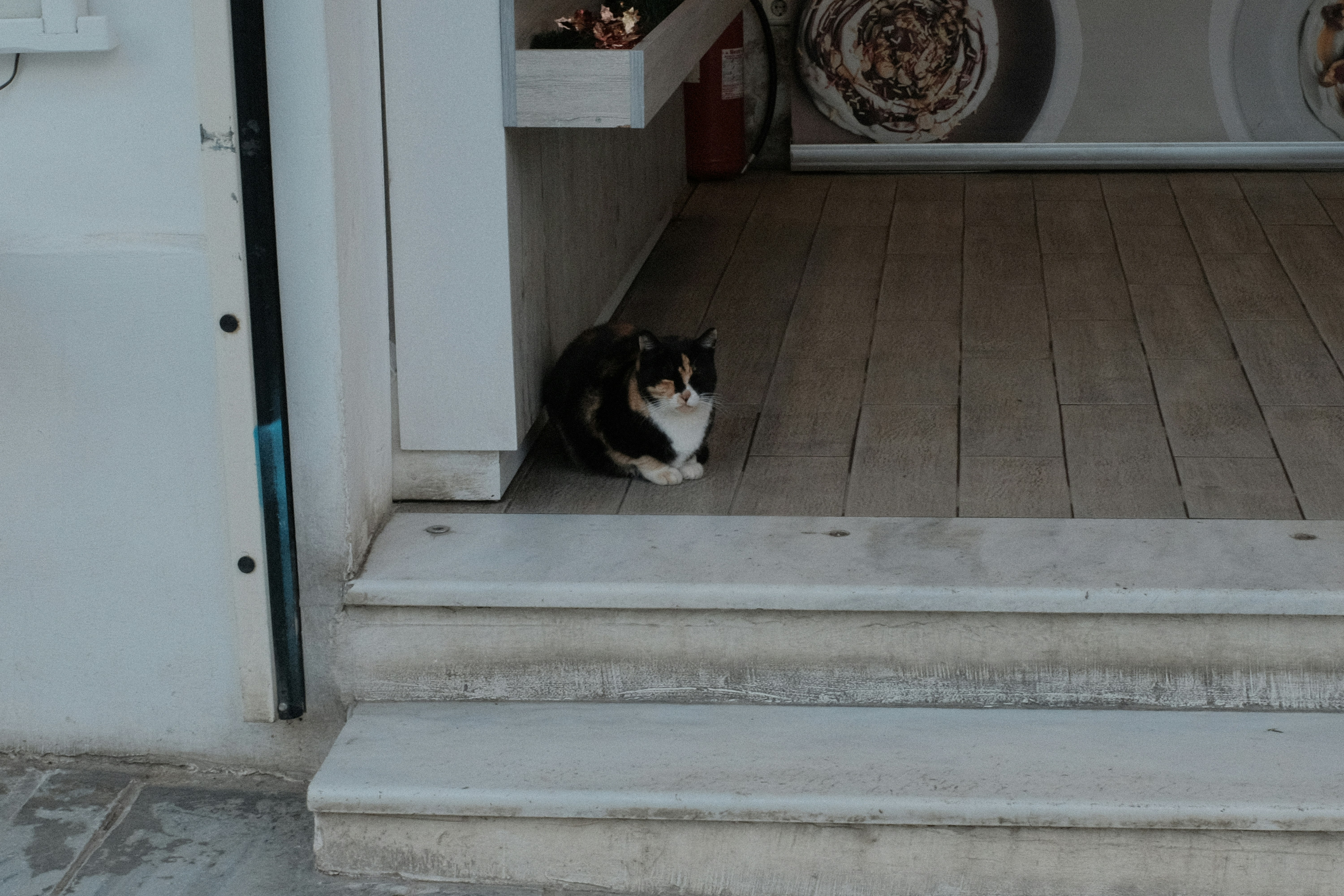 Hidden Observer: A Calico Cat at the Threshold