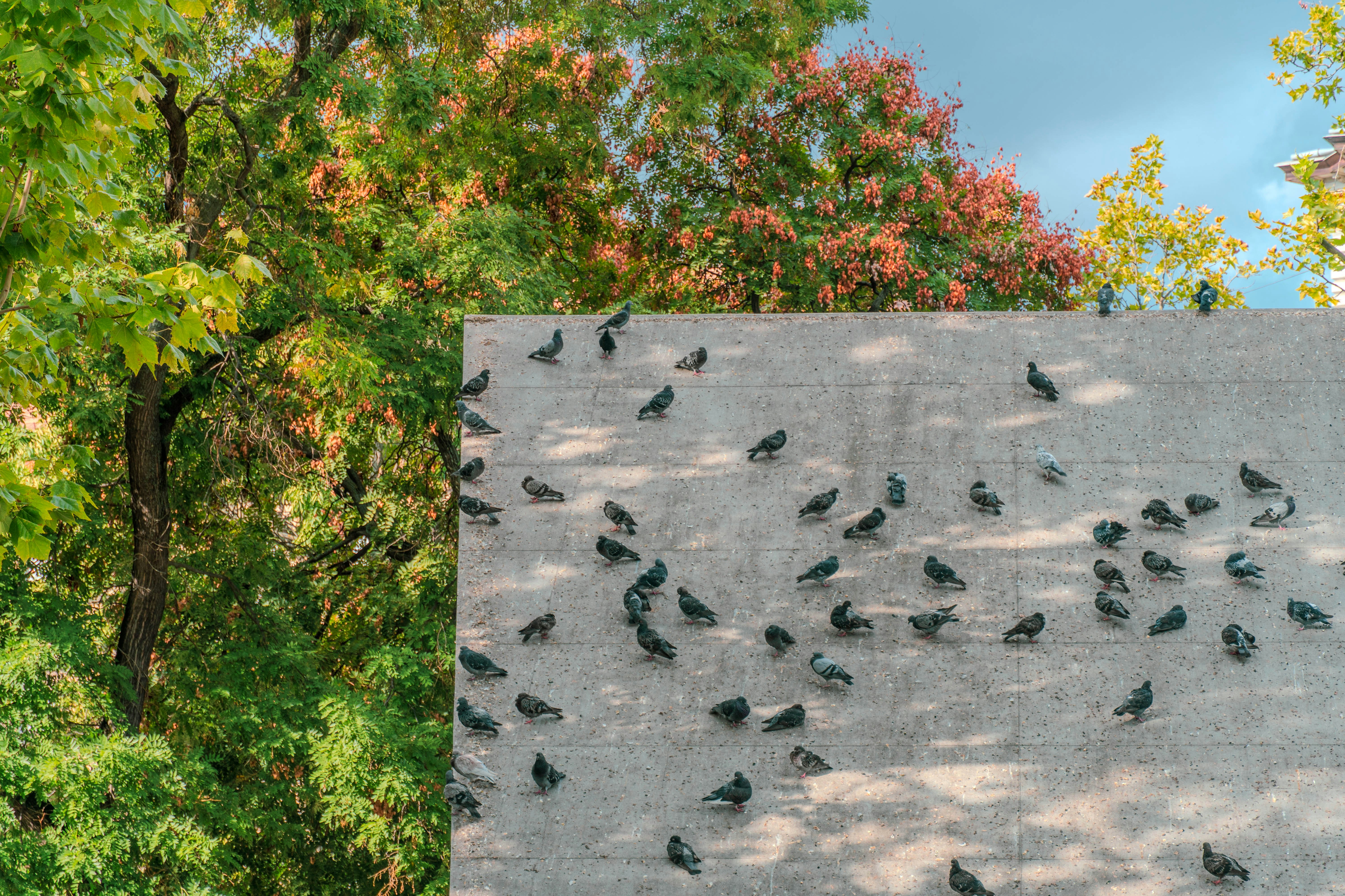Birds on a concrete terrace under a leafy skyline