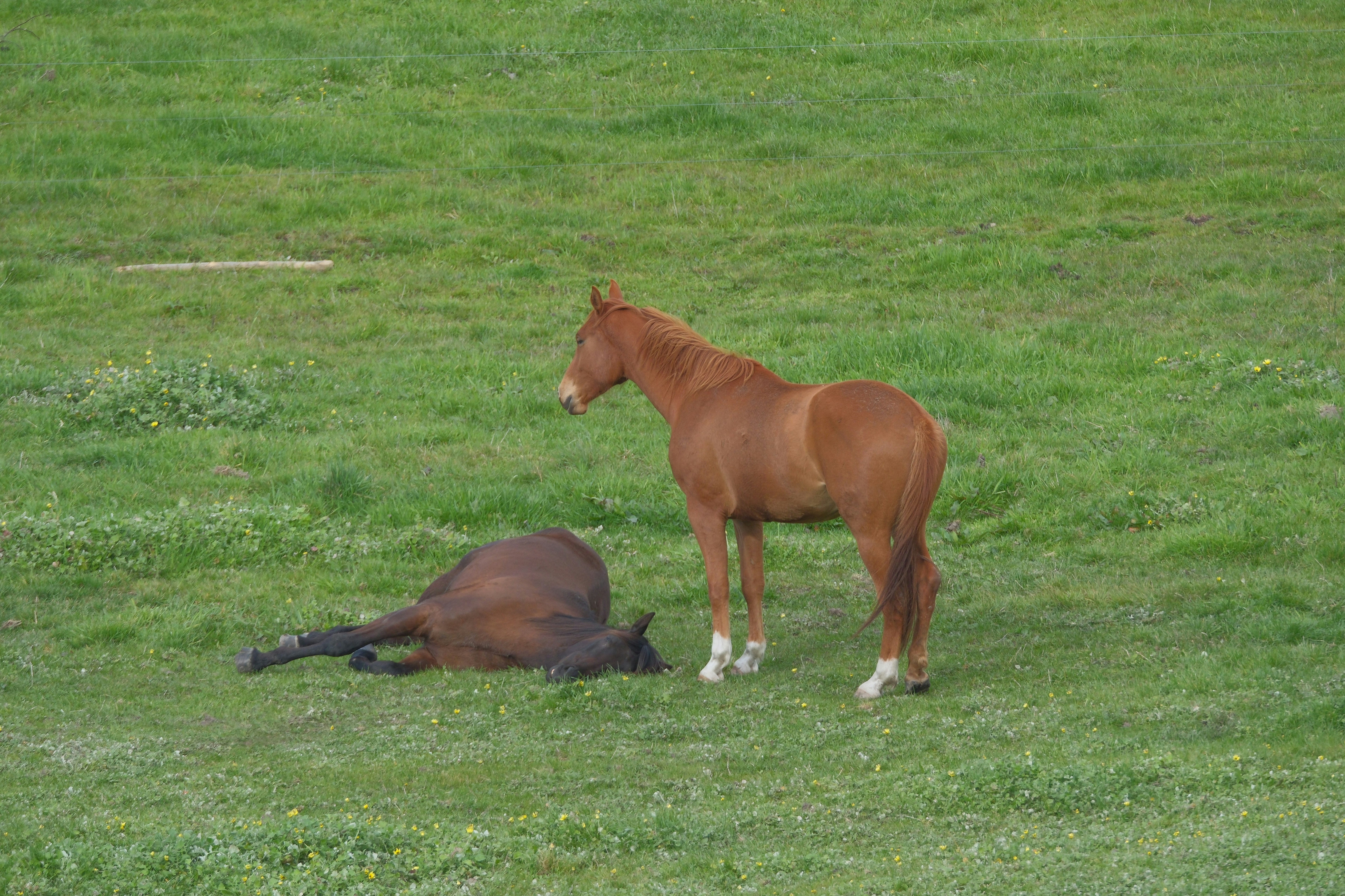 Near-Silent Rest: A Chestnut Mare Watches Over a Lounging companion in a Sunlit Meadow