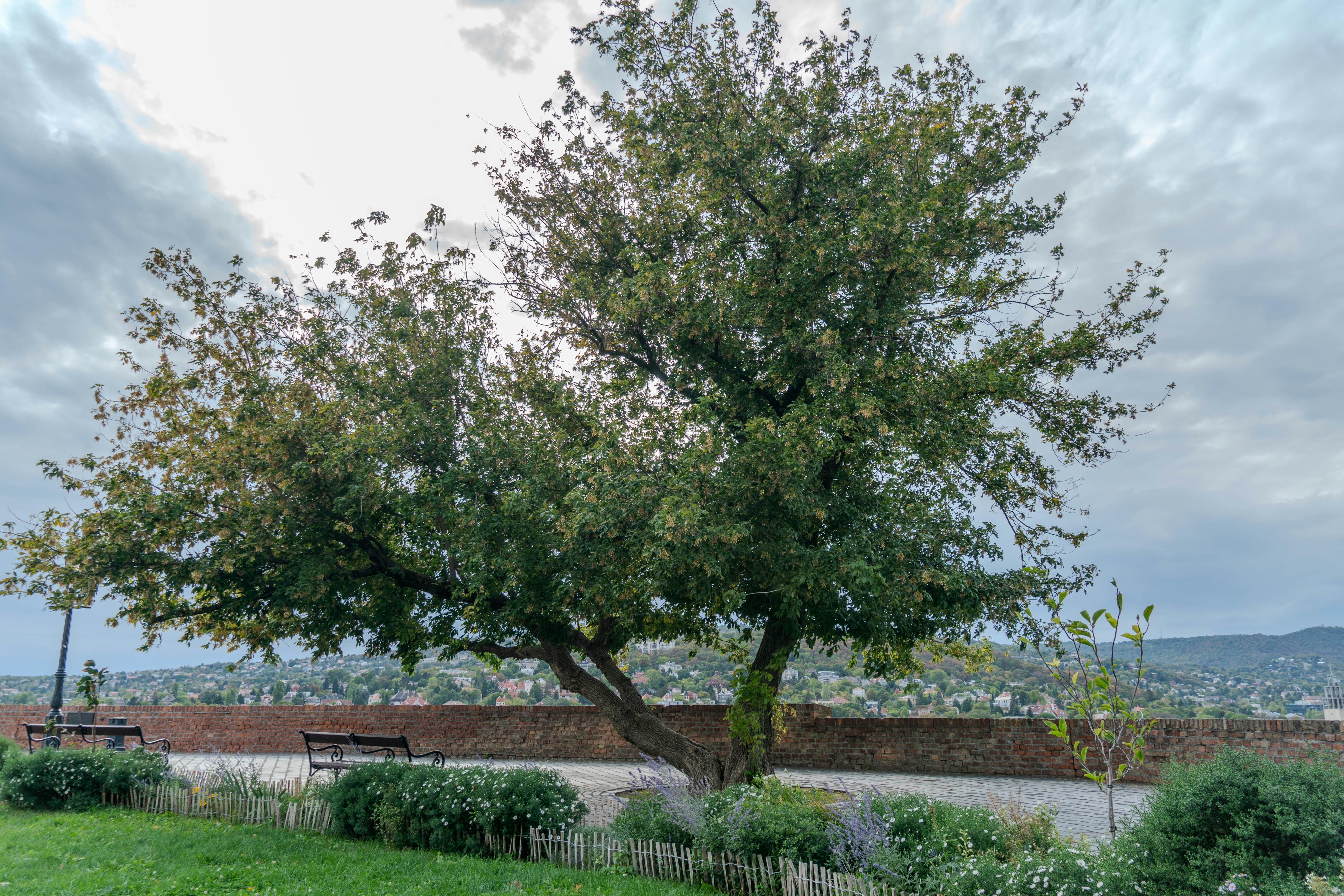 The Sentinel Tree Overlooking a Hilltop Village
