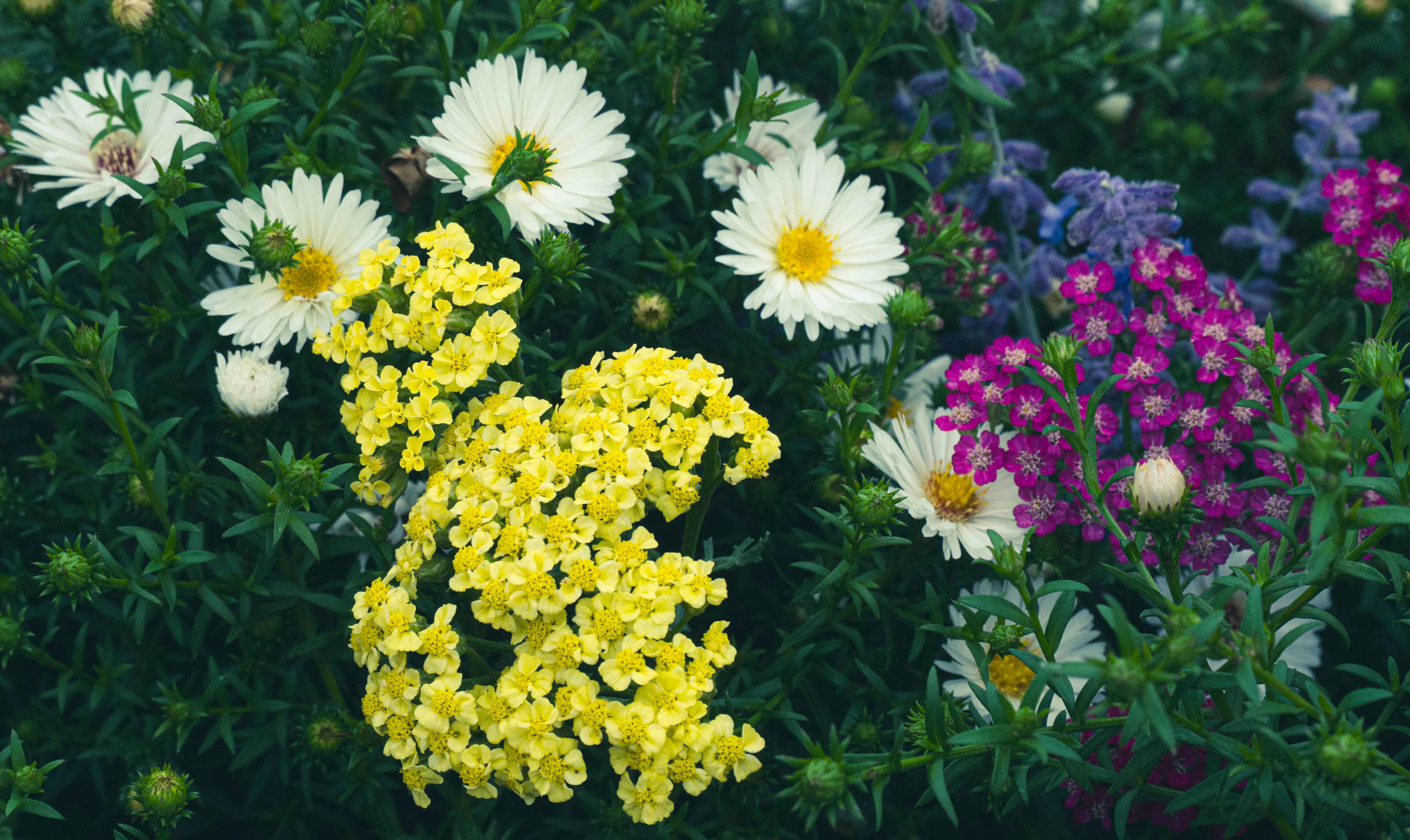 Sunlit Yellow Cluster Amid White and Purple Blooms in a Garden Bed
