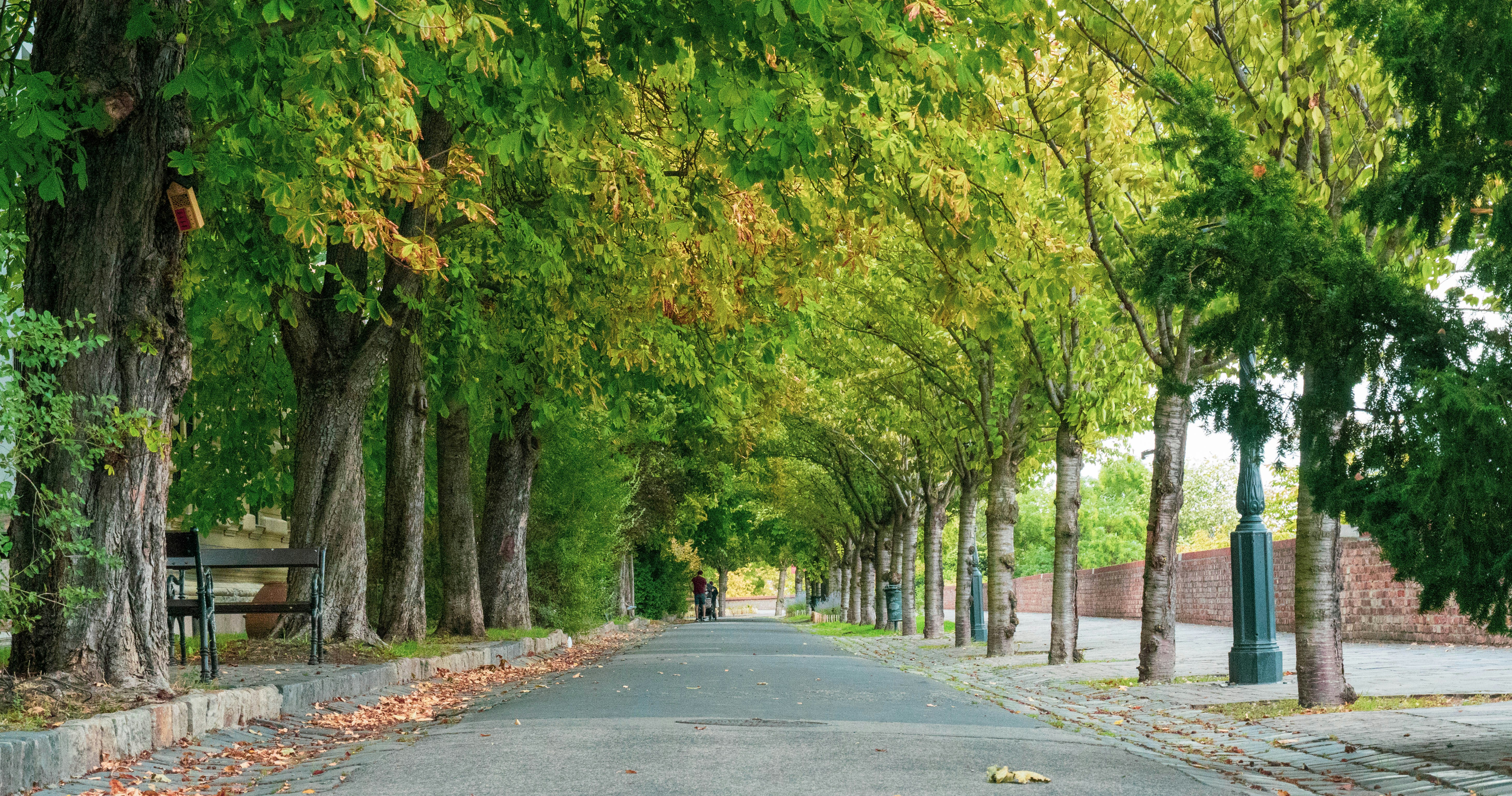 Canopy Avenue: A Tree-Lined Path Receding into Light