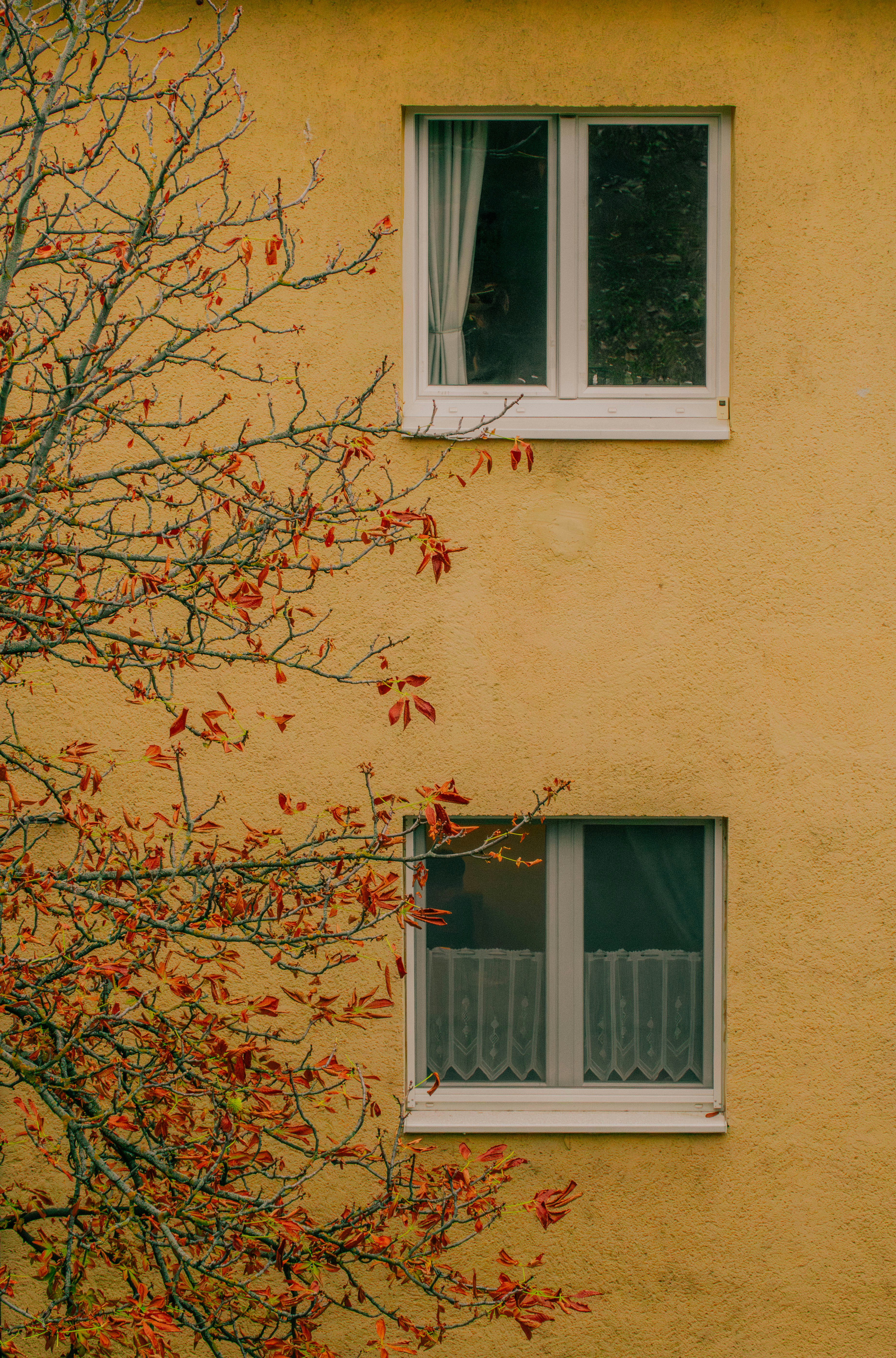 Yellow Facade with Autumn Veil