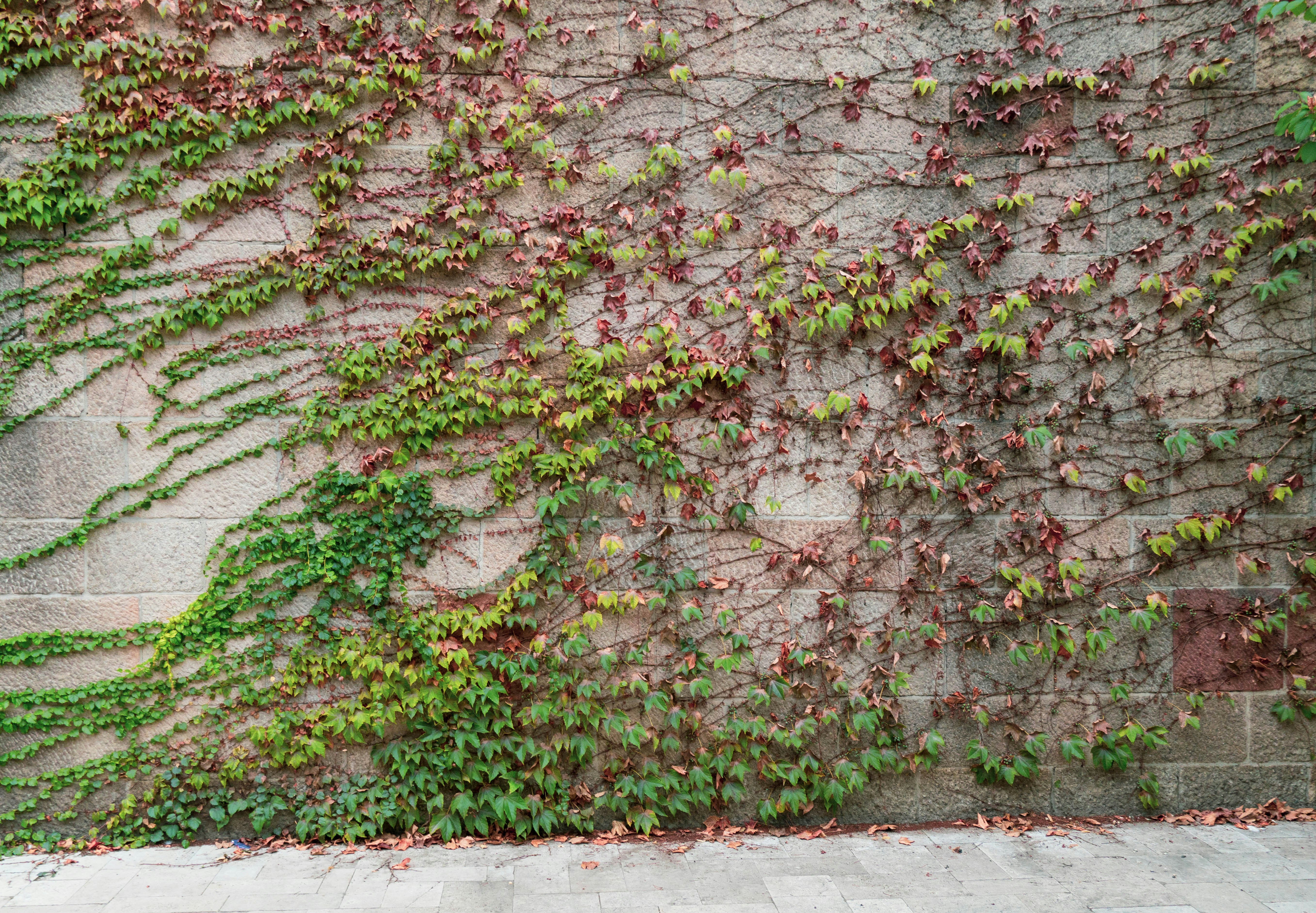 Ivy Converging on a Concrete Canvas