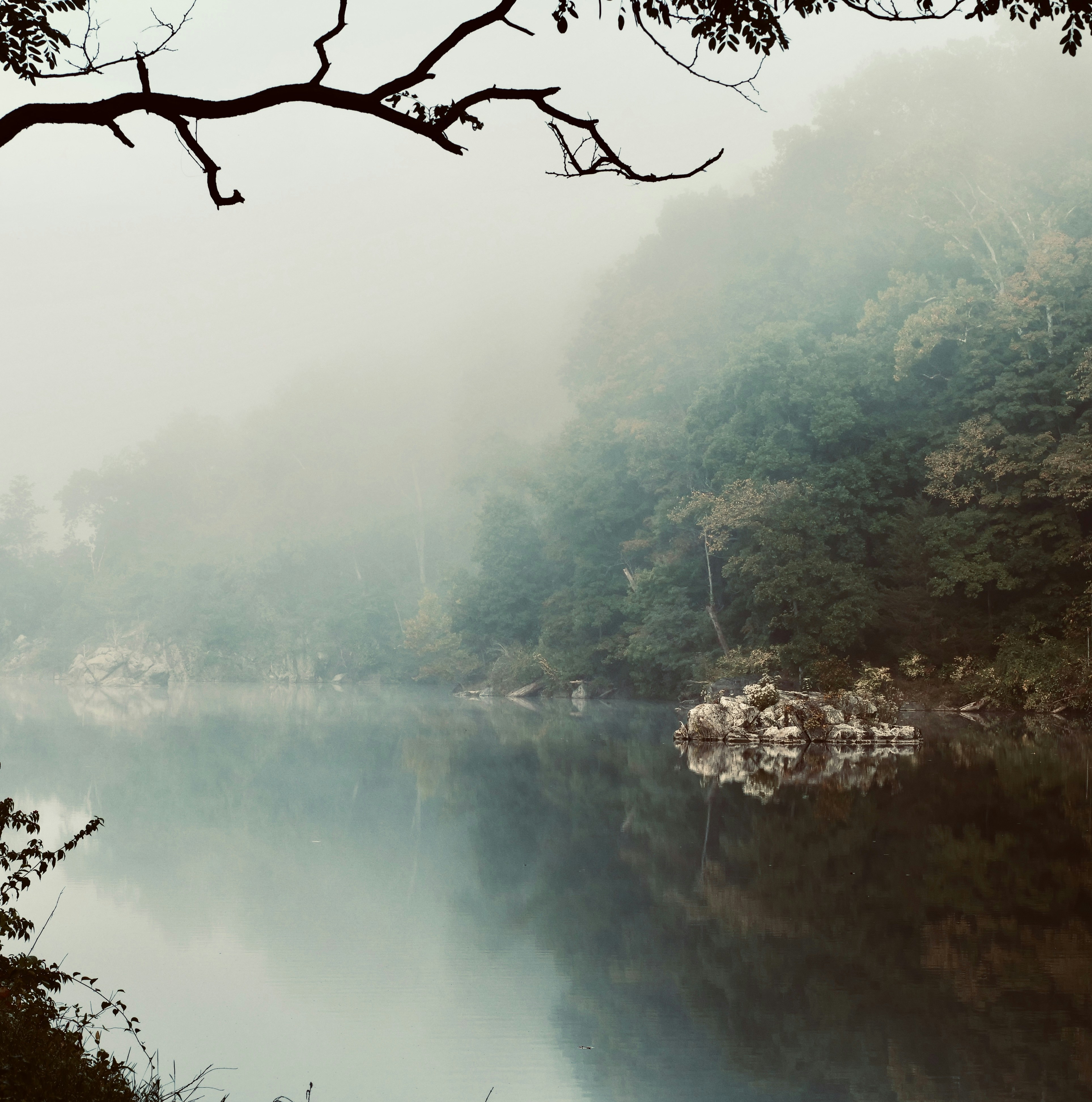 Mist over a tranquil forest lake