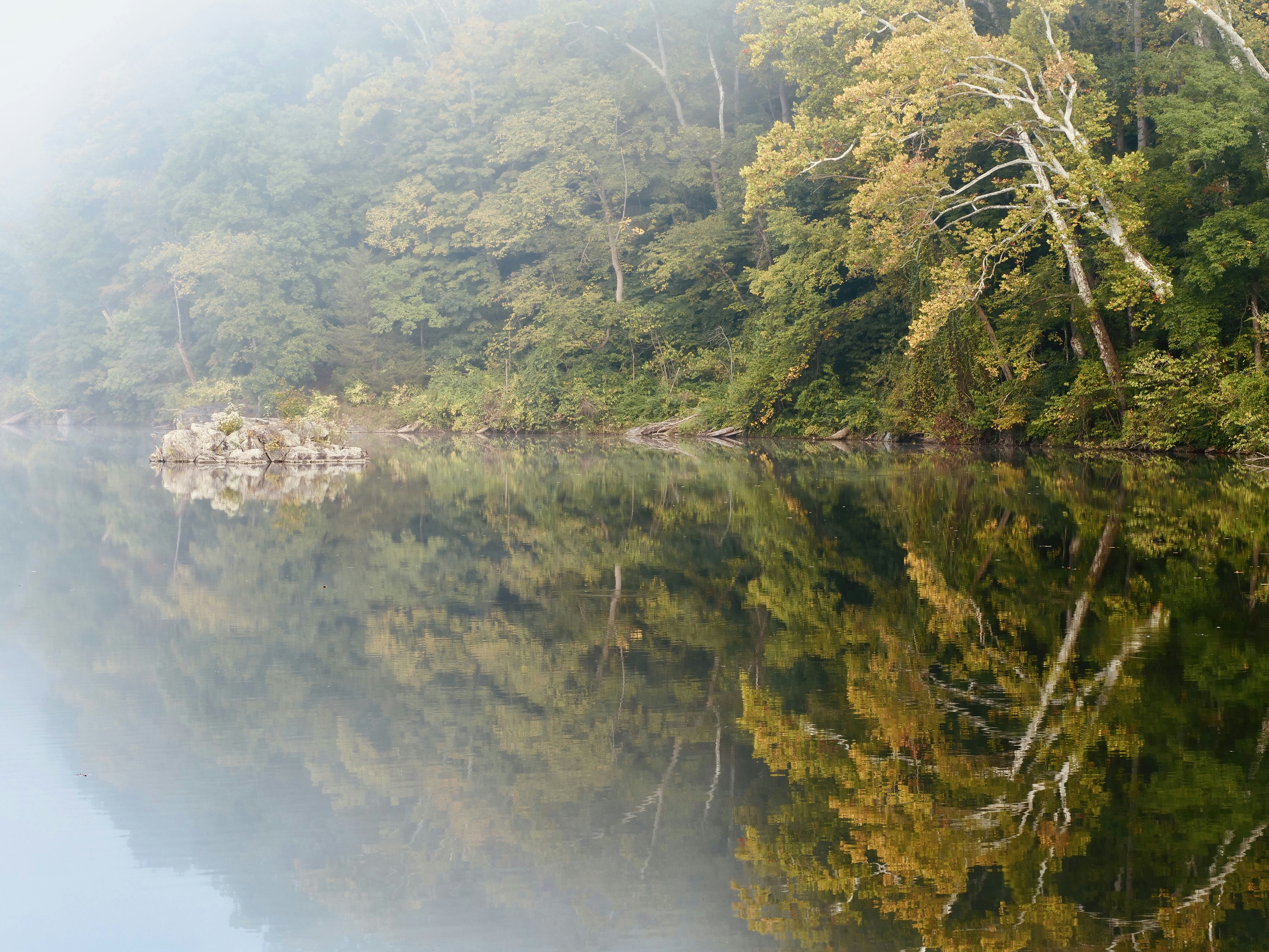 Mist over the Quiet Lake: Reflections in a Summer Edge