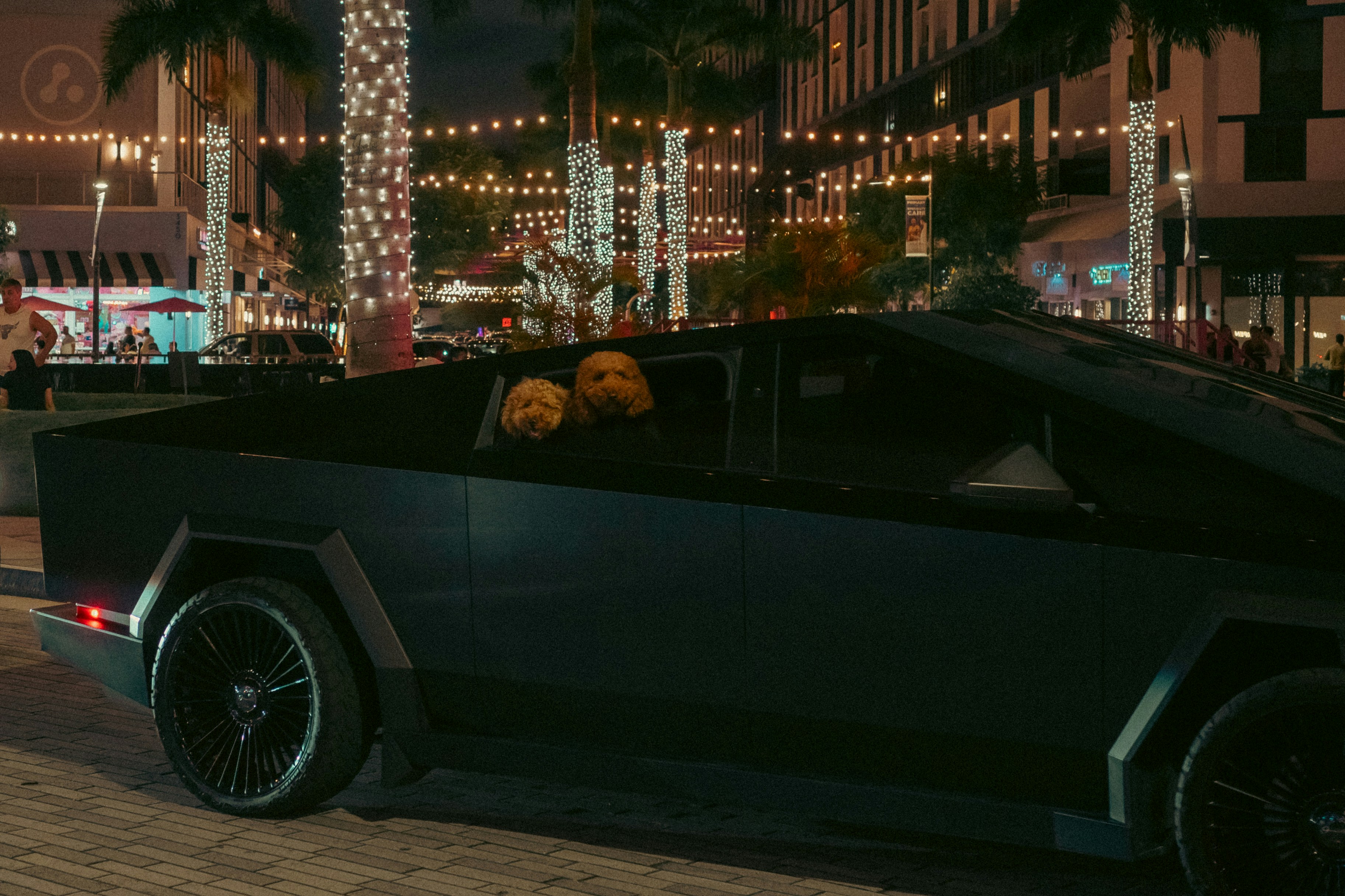 Moonlit Street: The Cerulean Car with Two Paws in the Front Seat