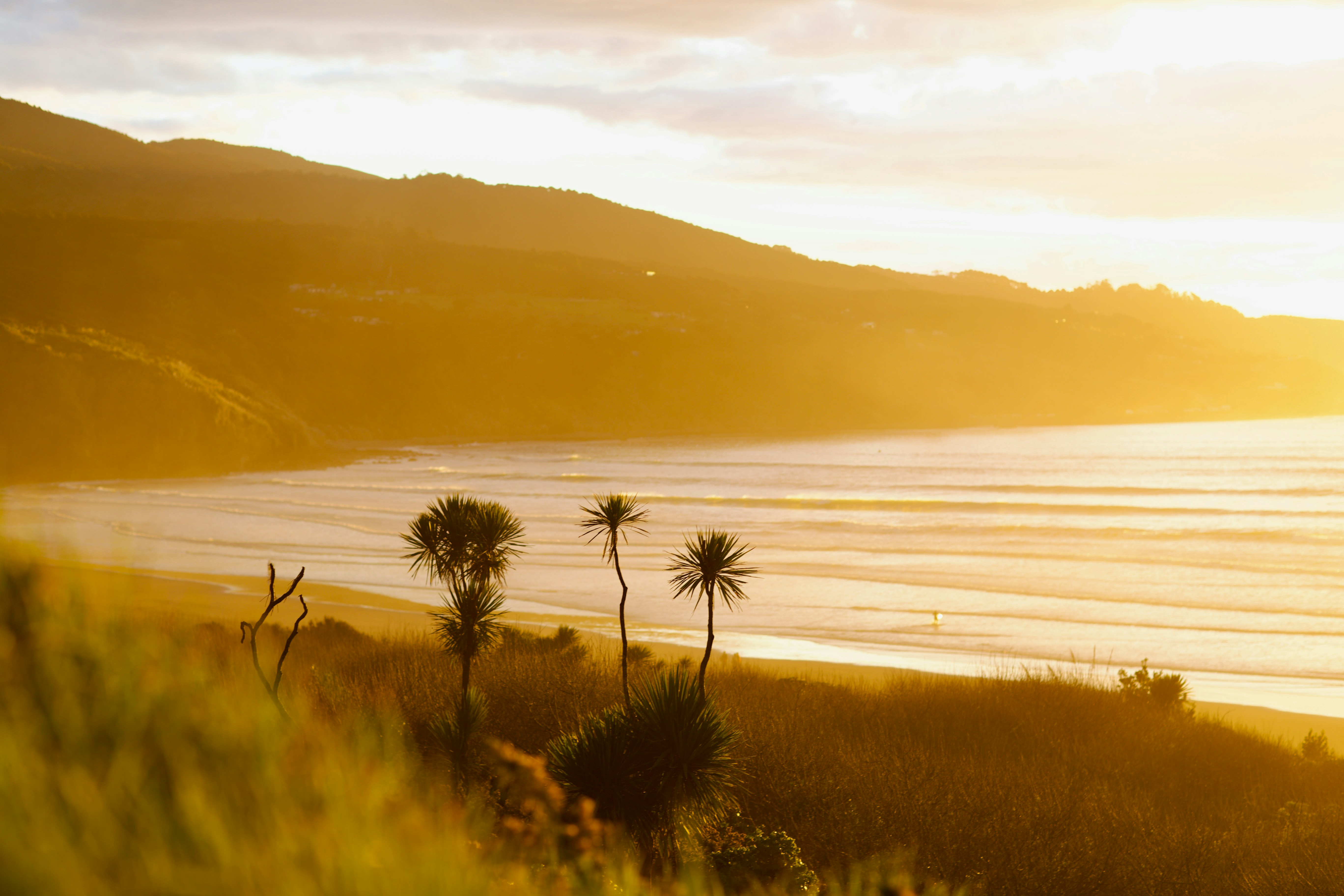 Golden Hour on coastal dunes with silhouetted palms